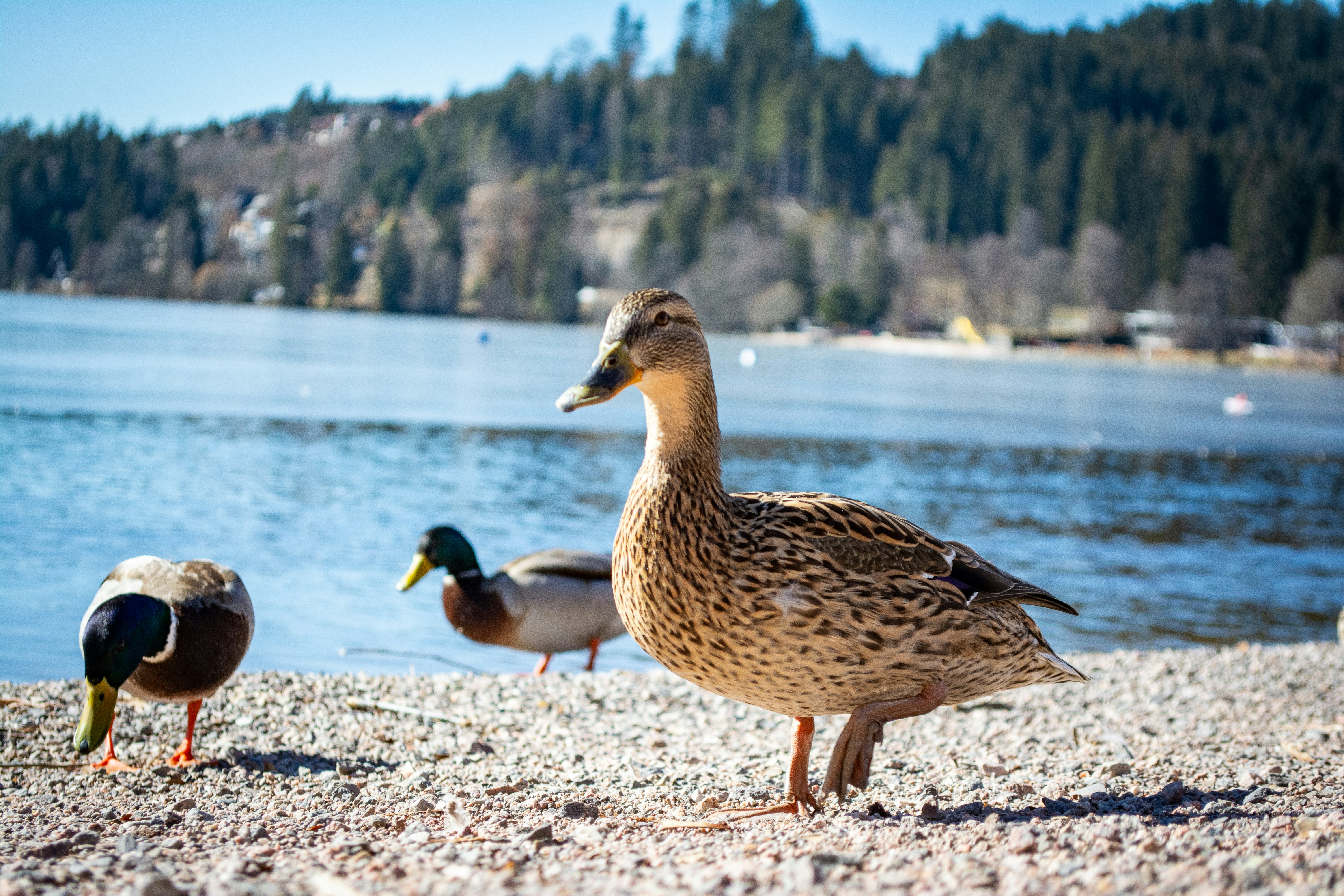 A female mallard duck stands prominently on a pebbled shore, with two male ducks foraging nearby, set against a tranquil lake backdrop.