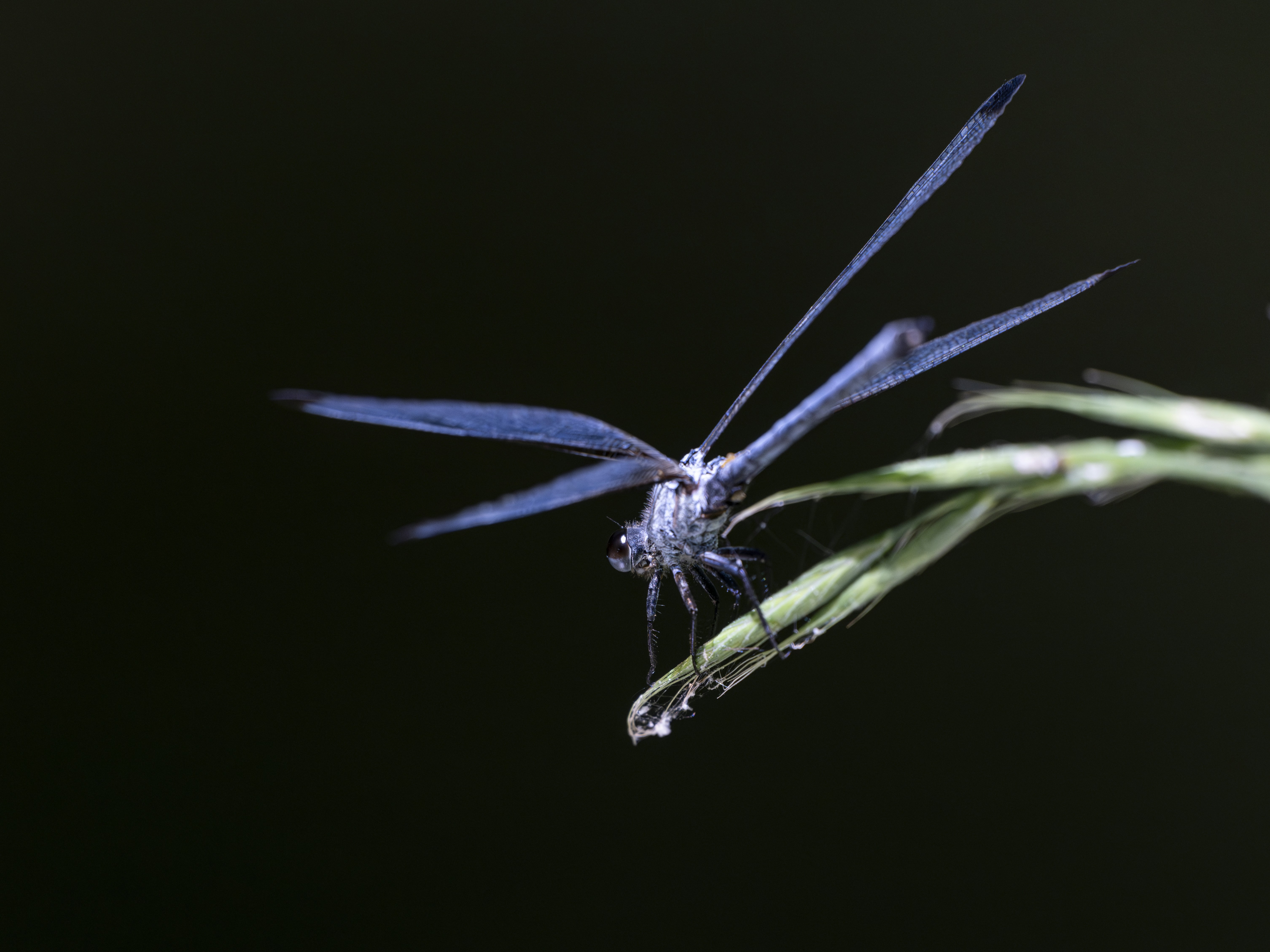 A Glimpse of Nature's Aerial Artist