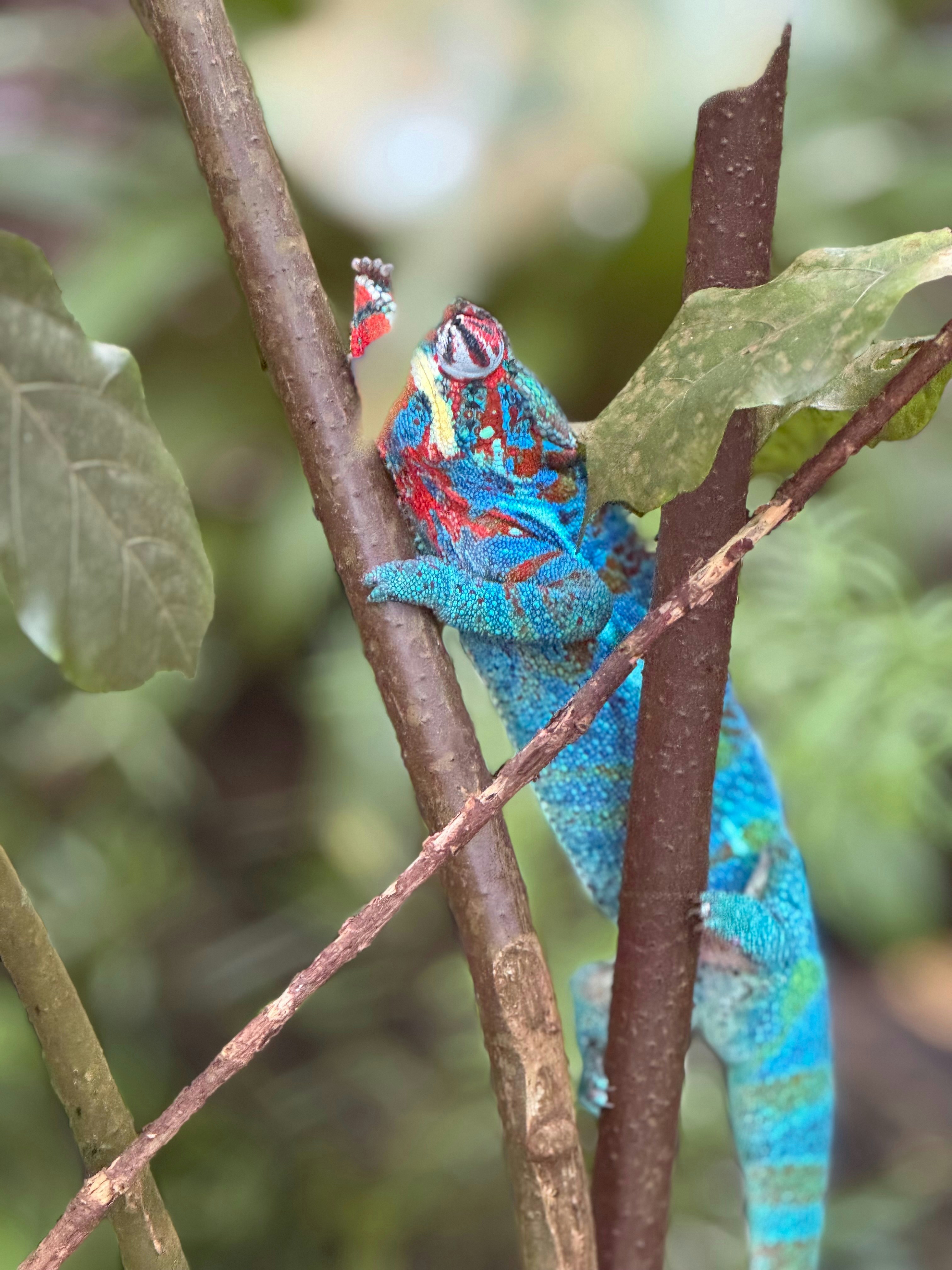 Chameleon in Vibrant Camouflage