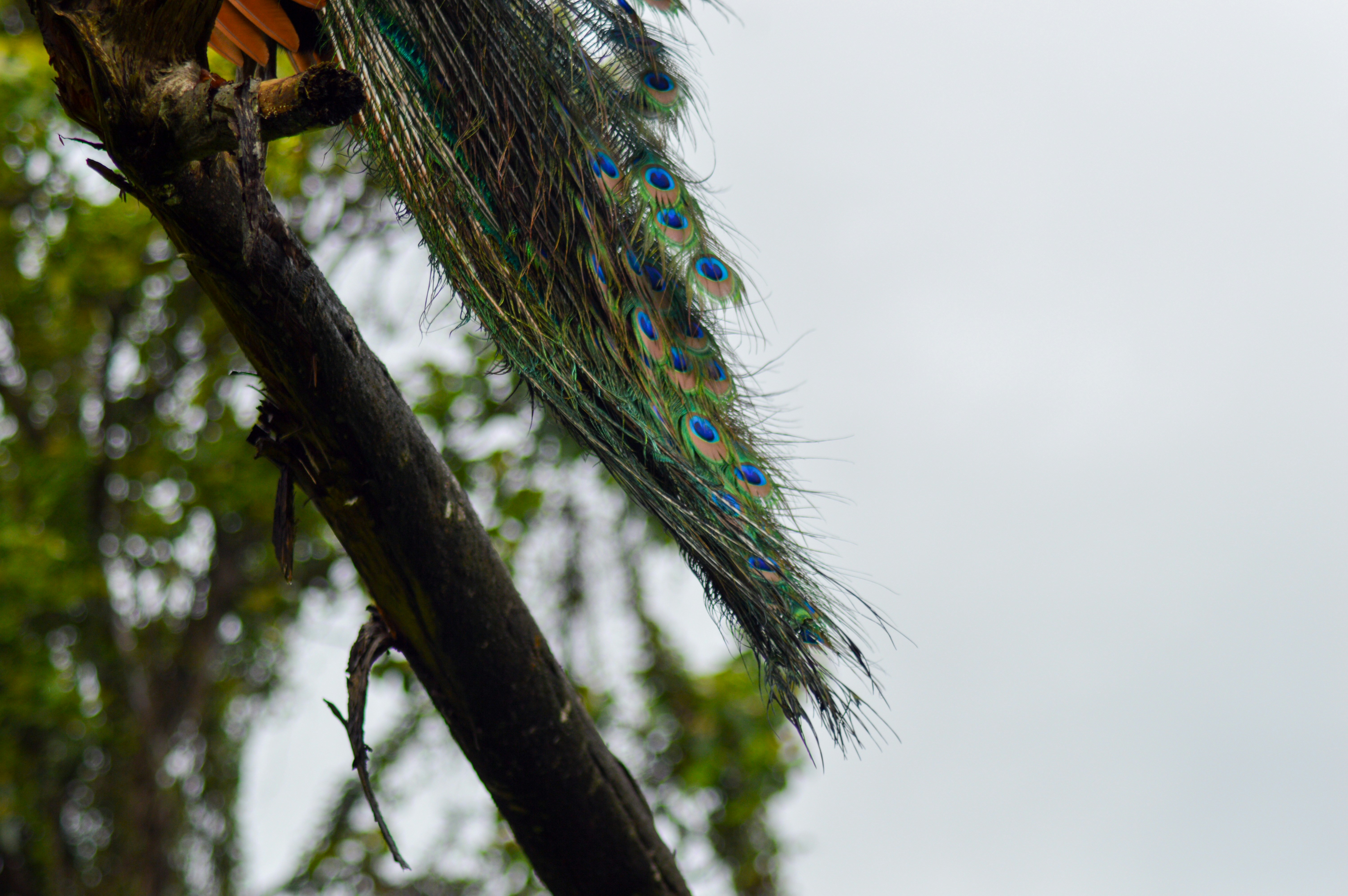 Whispers of the Feathered Elegance