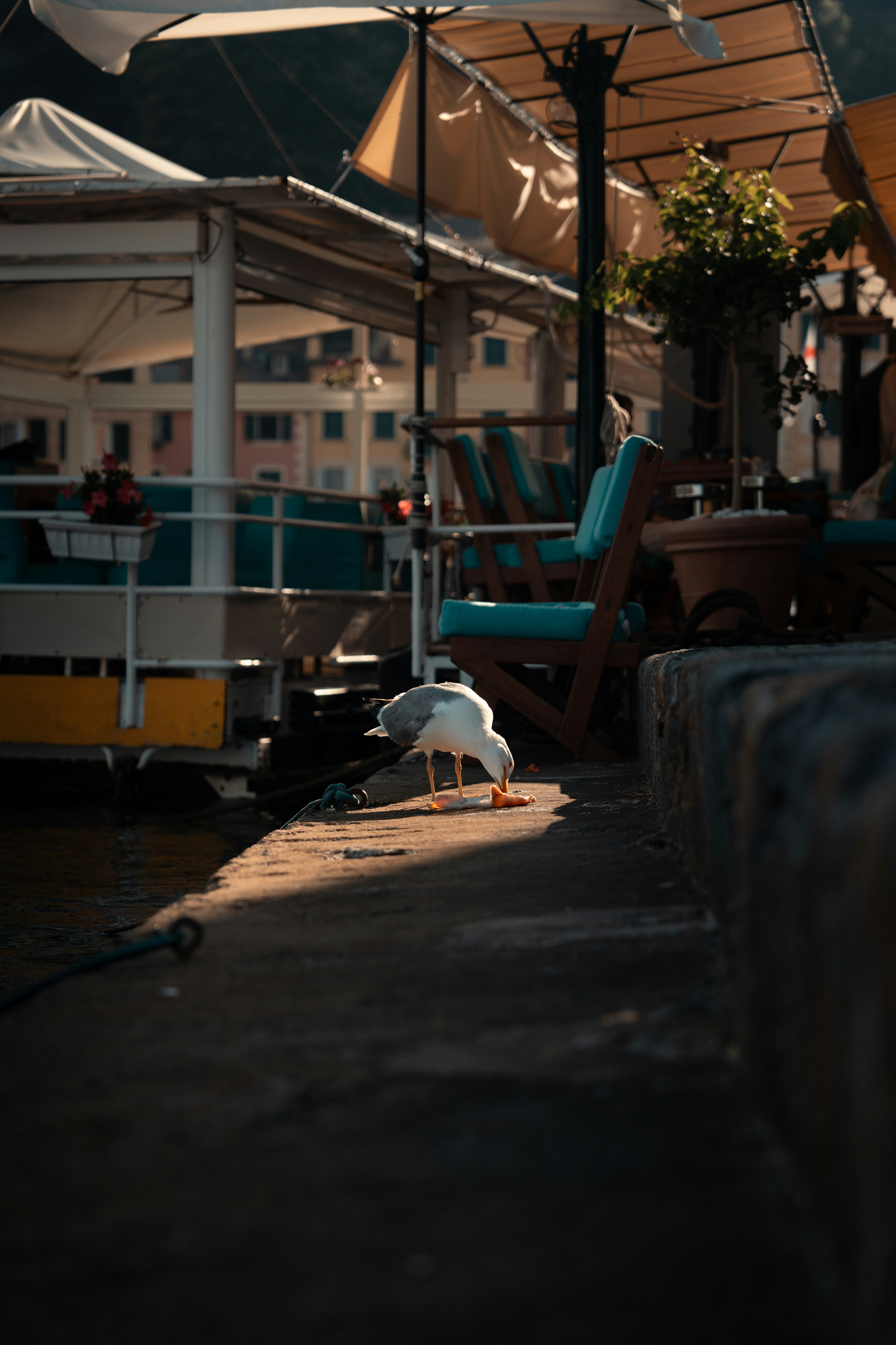 A seagull feeds near a waterside restaurant.