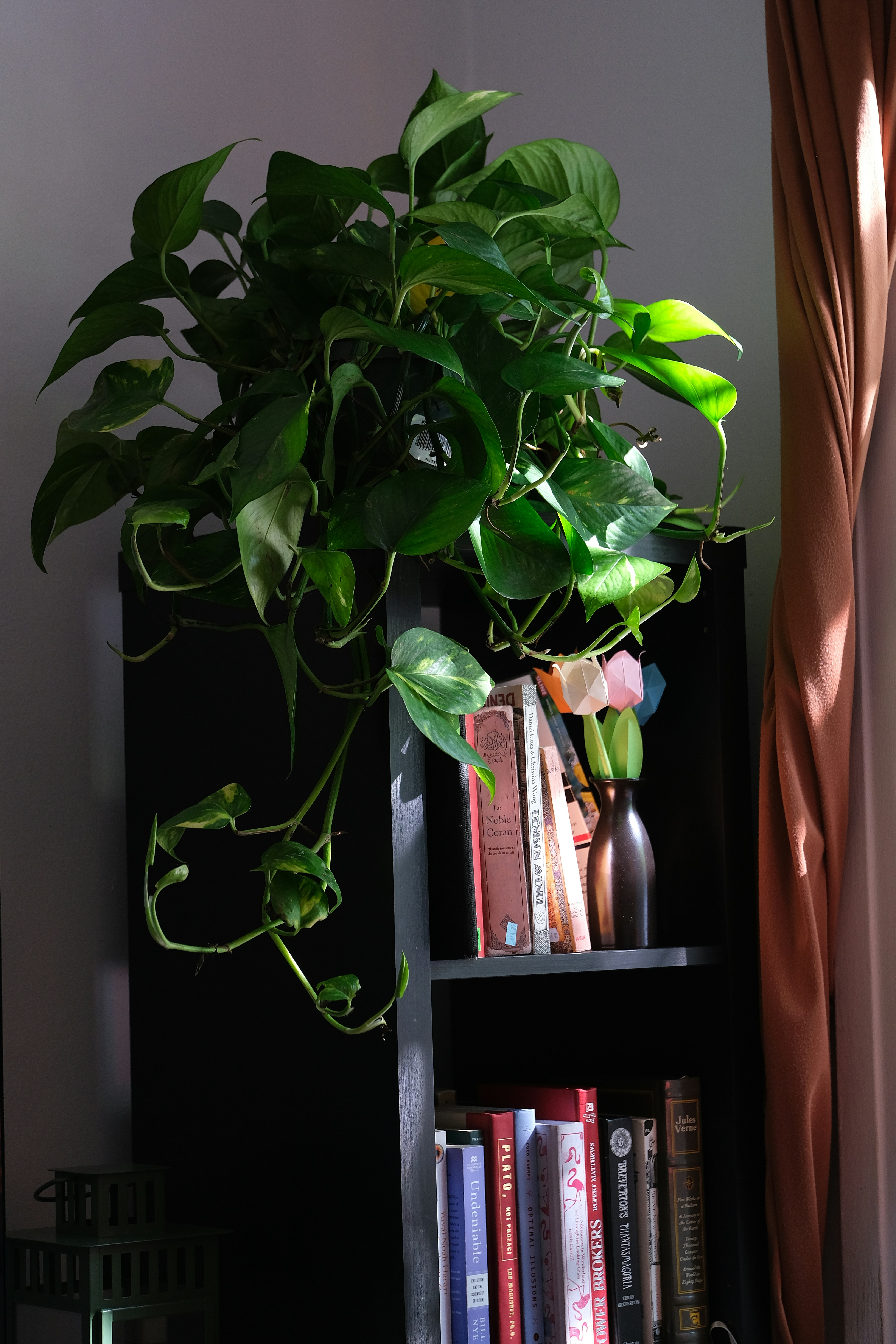 Green Cascade Over a Quiet Bookshelf