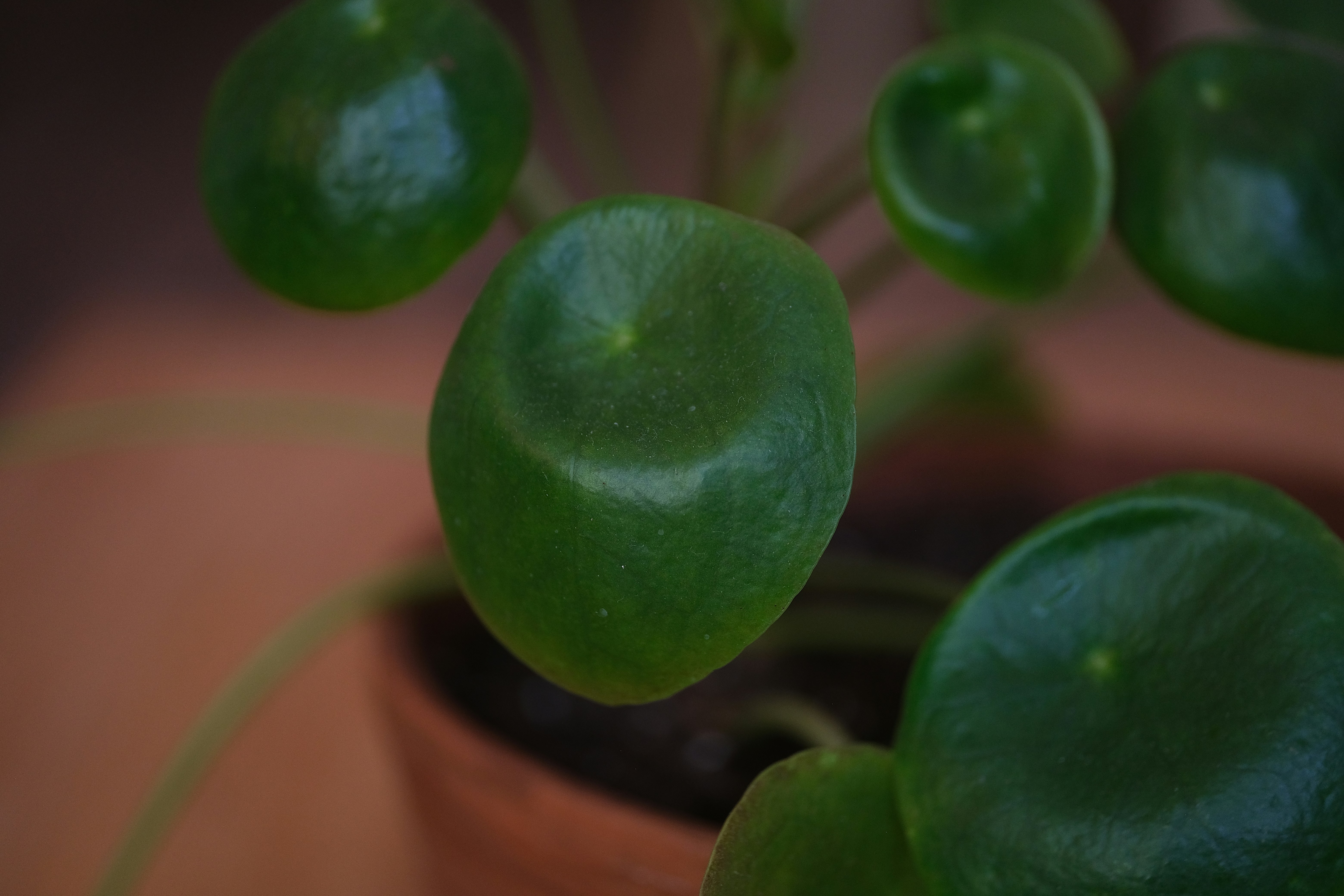 pilea | Pancake-shaped leaves of a pilea peperomioides plant.