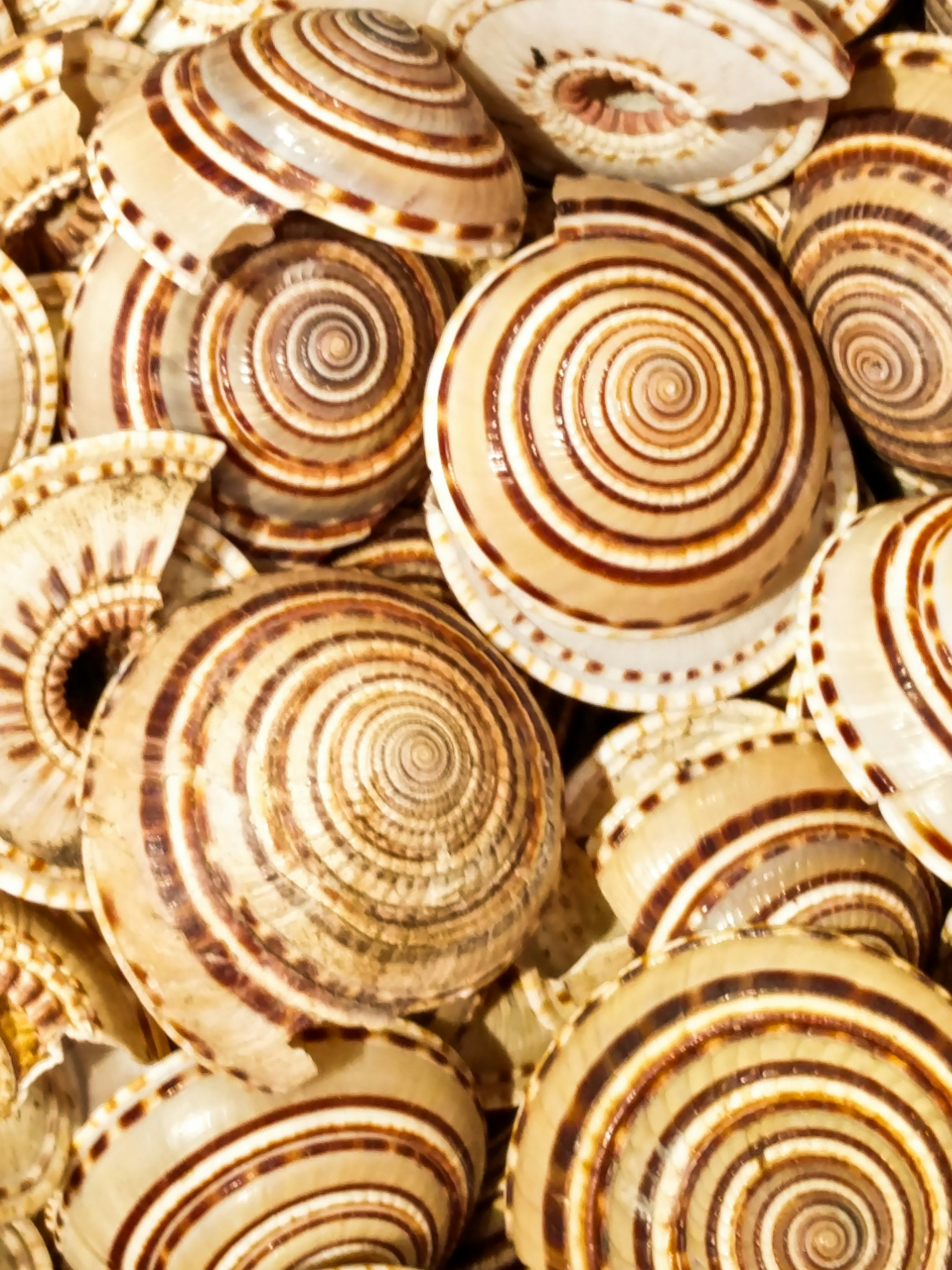 A cluster of intricately patterned seashells showcasing their natural spiral designs and smooth textures.