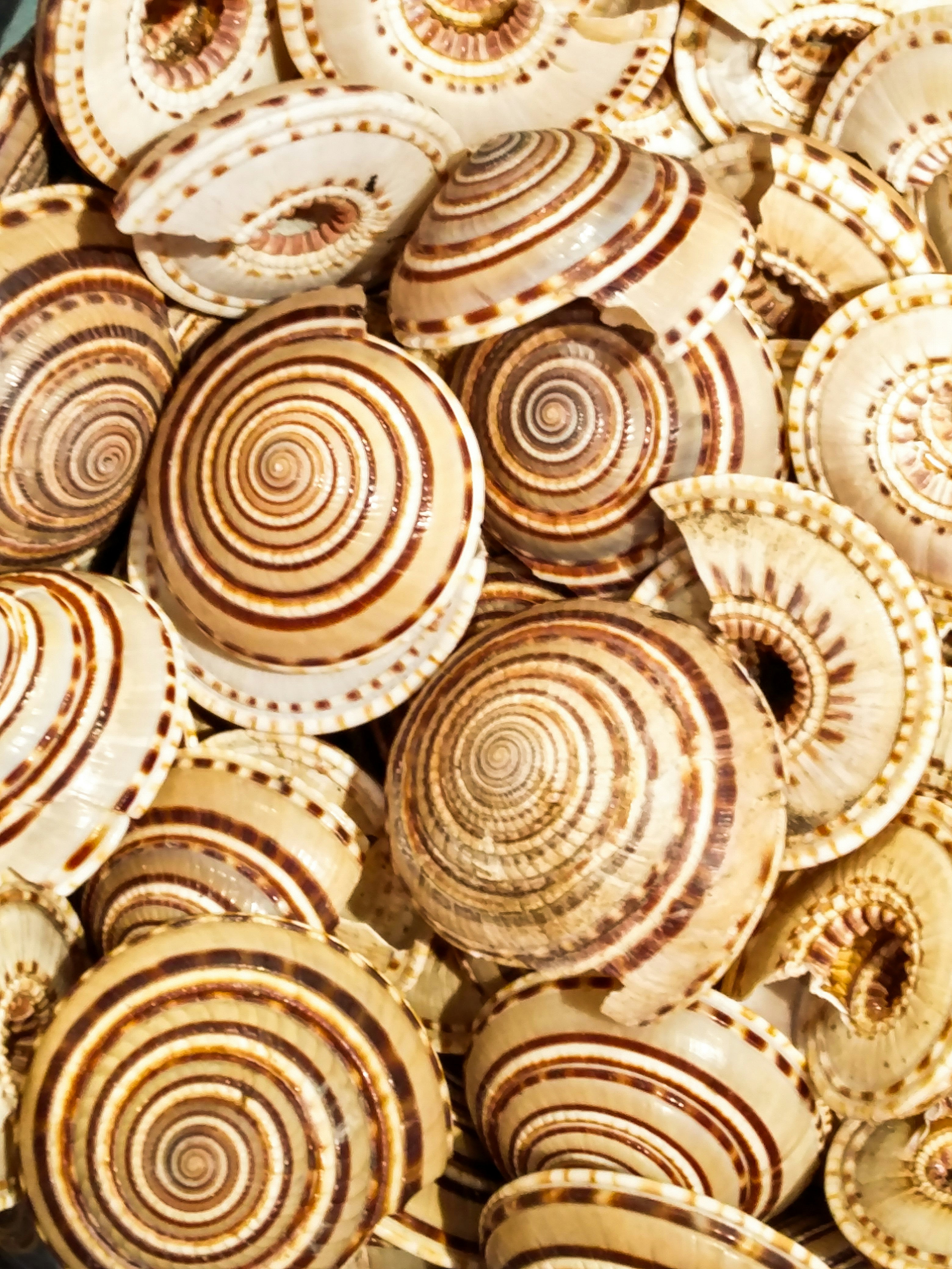 Several spiral seashells are piled closely together. photo – Free ...