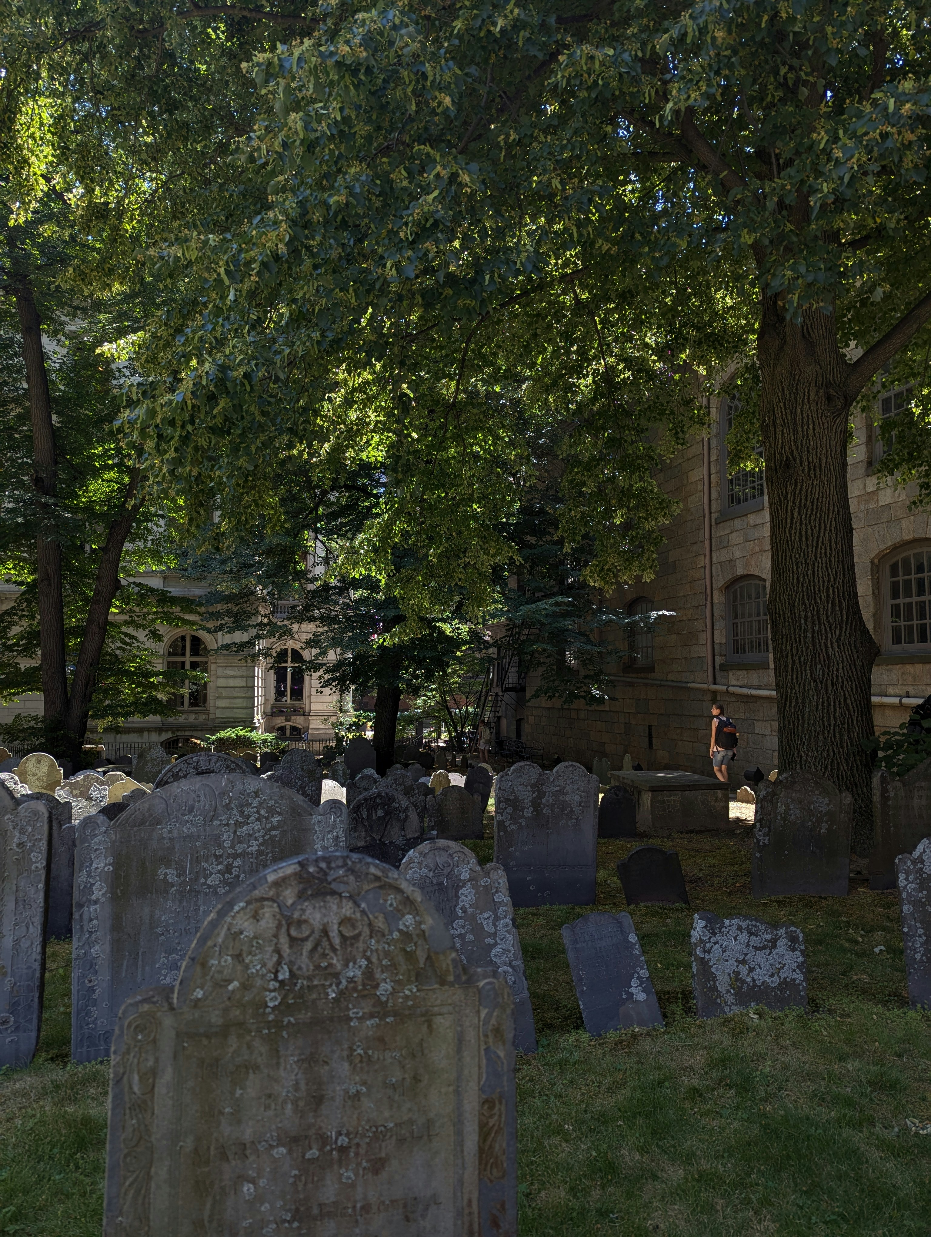 Whispers of Time Beneath Ancient Canopies