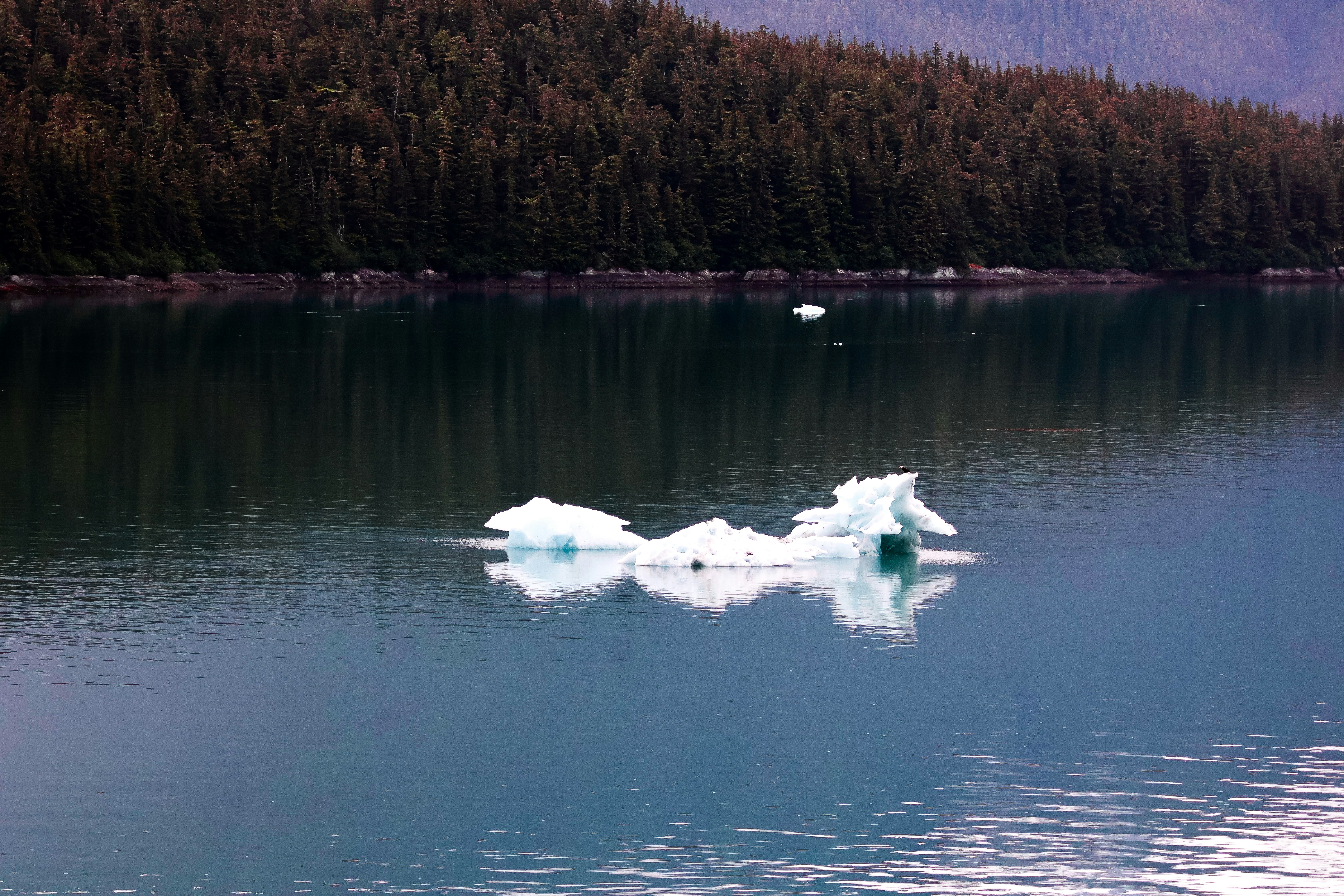 An iceberg floats on calm water near lush forests.