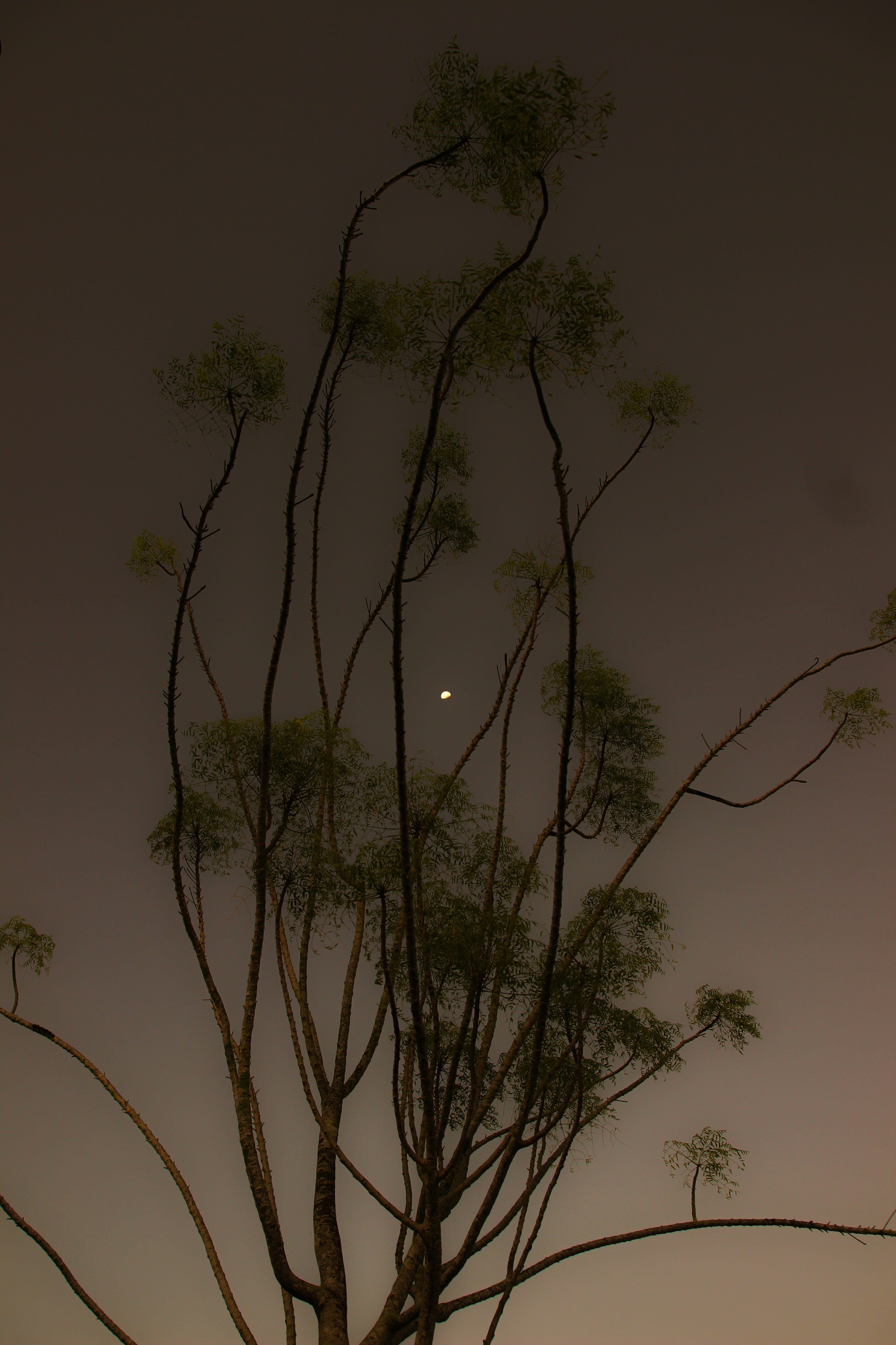 Silhouetted branches stretch skyward, framing a crescent moon against a dusky backdrop.