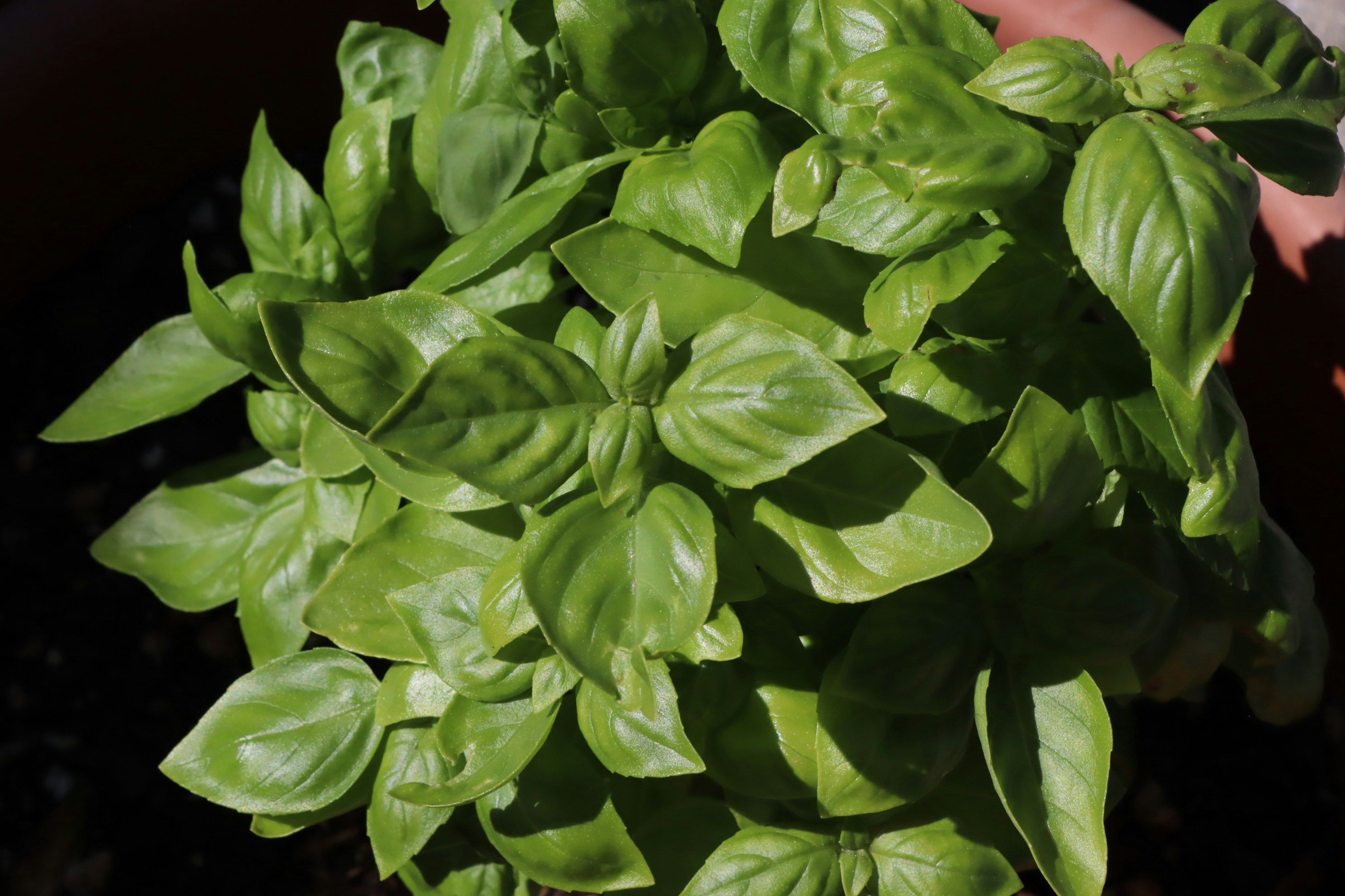 Lush Green Symphony: The Essence of Fresh Basil