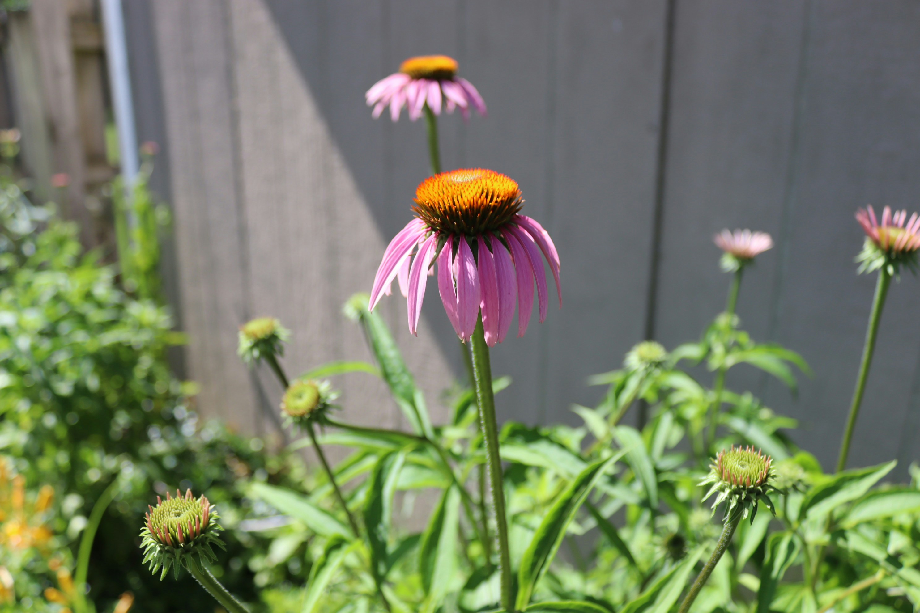 Vibrant pink Echinacea flowers stand tall against a soft, natural backdrop, showcasing their intricate details and lively colors.