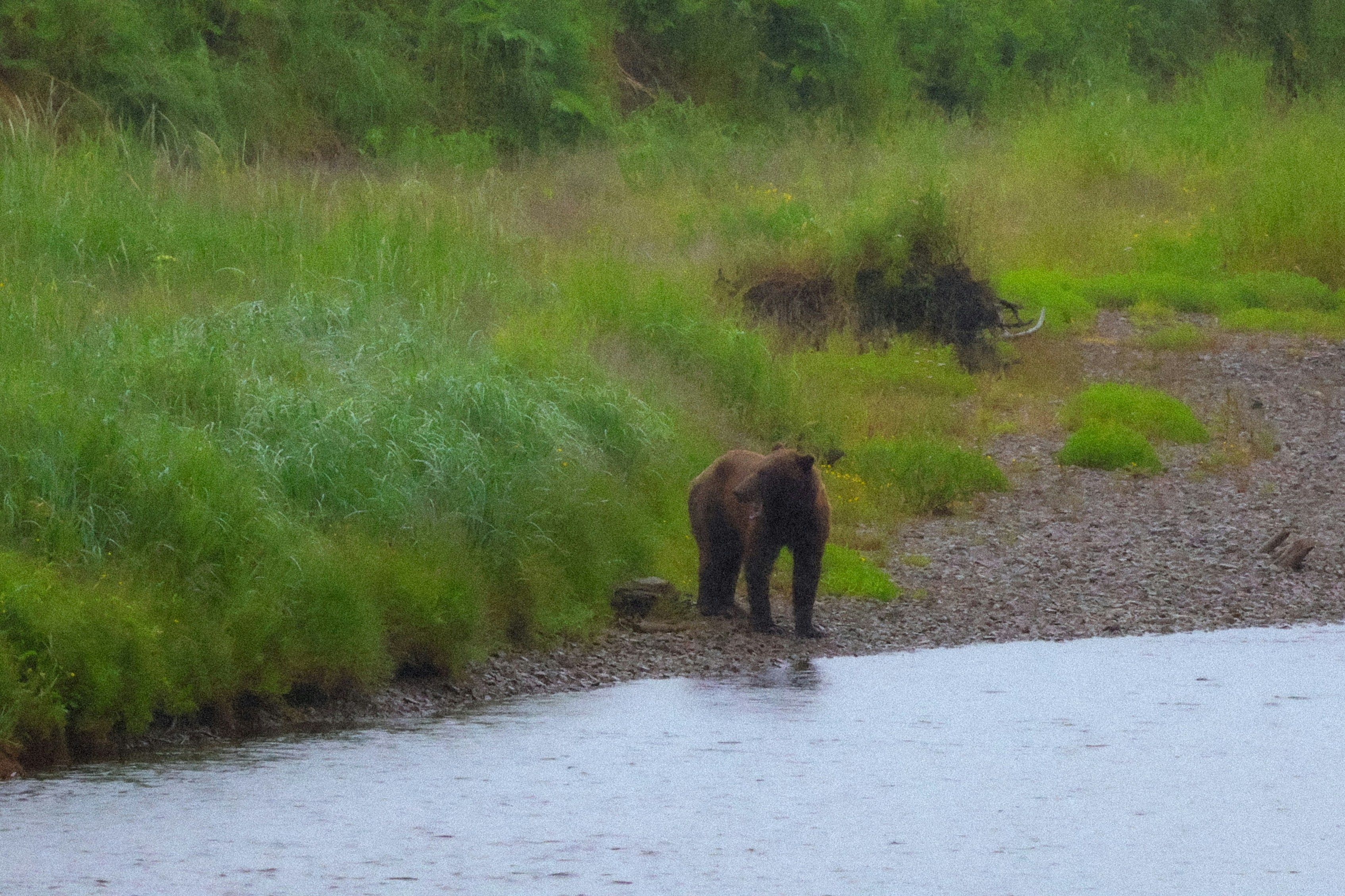Riverside Encounter: A Brown Bear Pauses at the Water's Edge