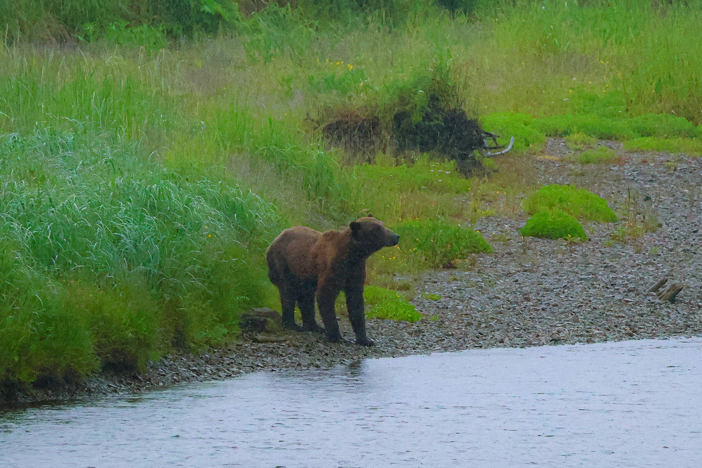Riverside Sentinel: Brown Bear Pausing at the Water's Edge