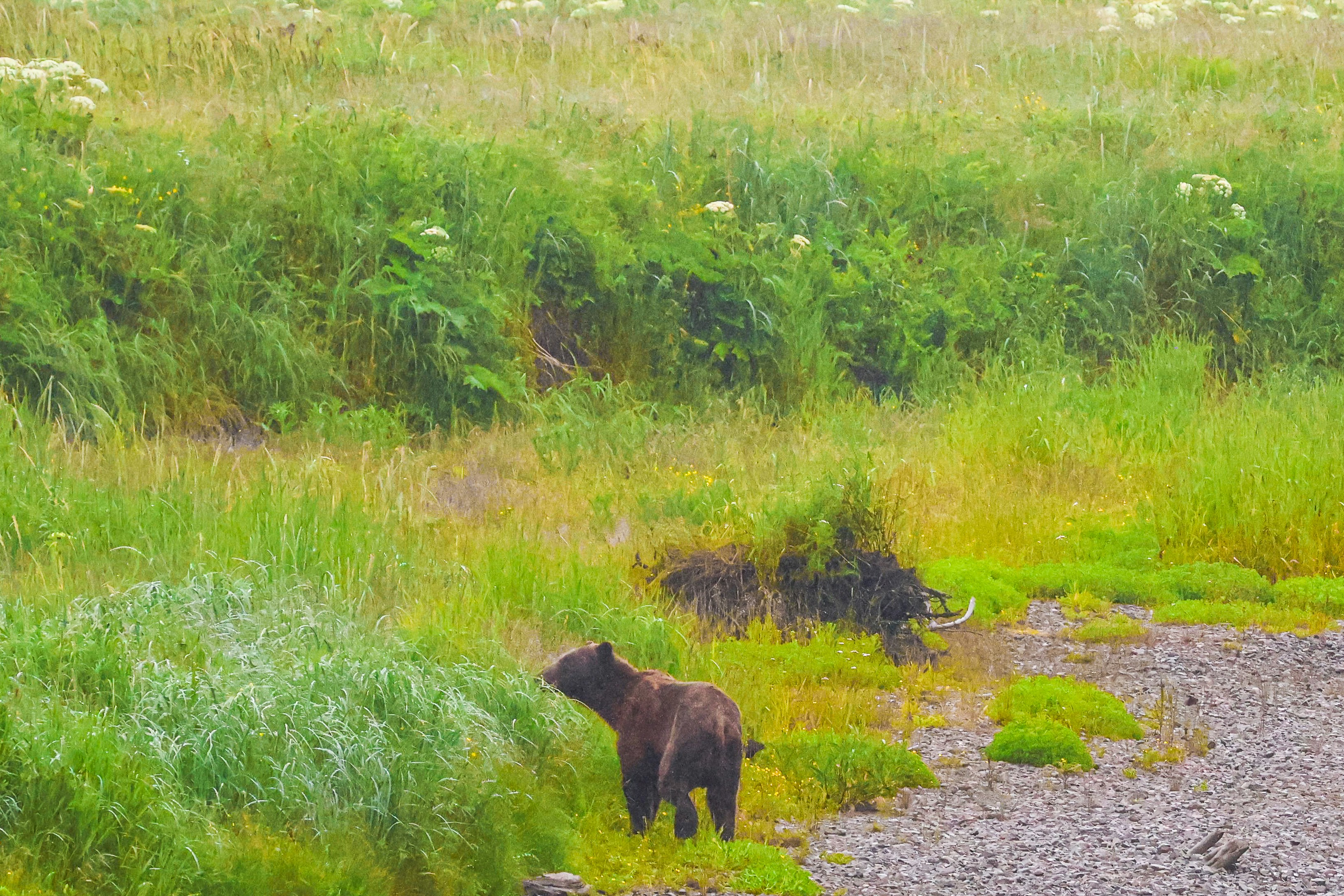 Young Brown Bear at the Meadow's Edge