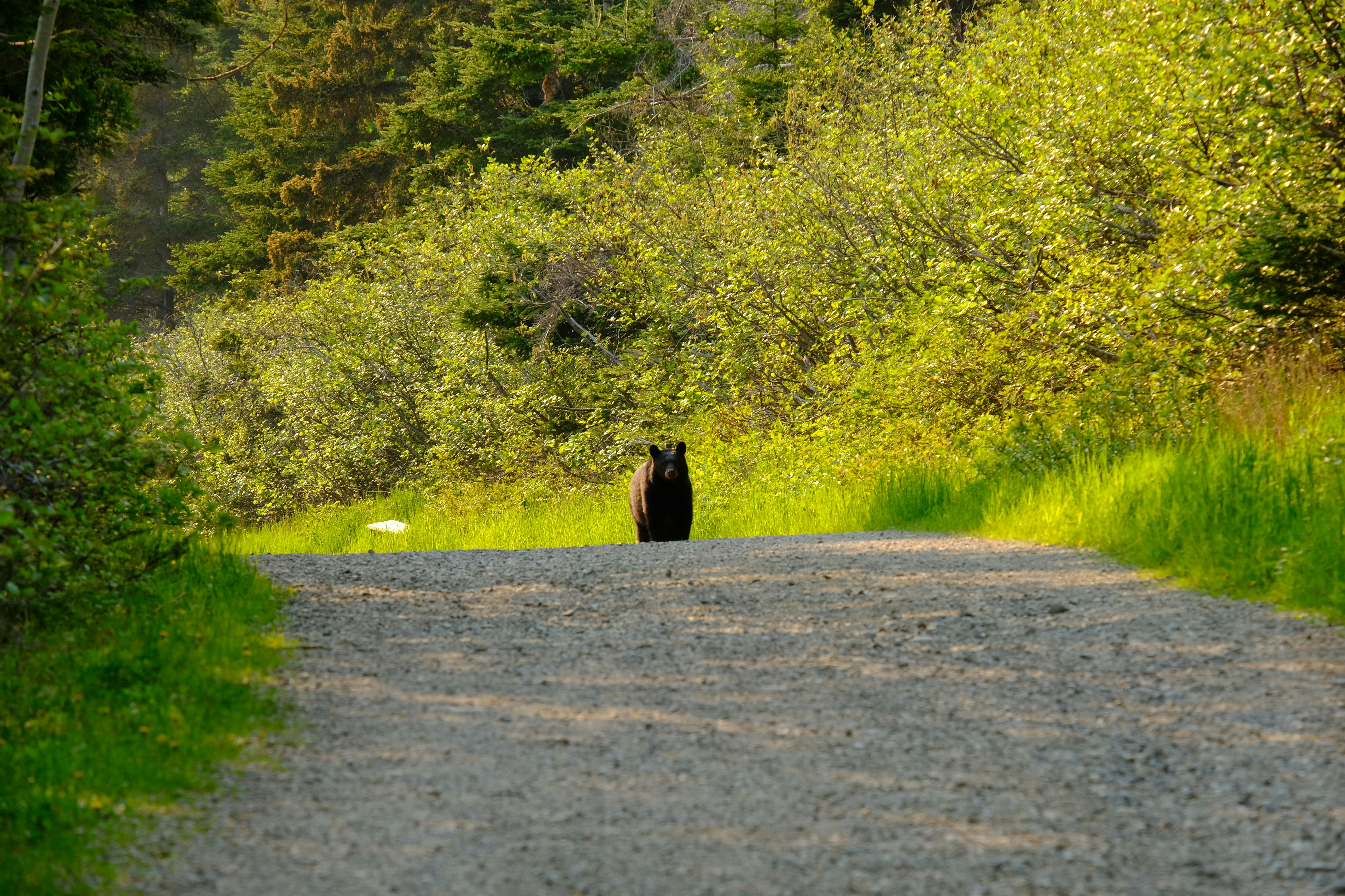 Solitary Encounter on the Forest Path