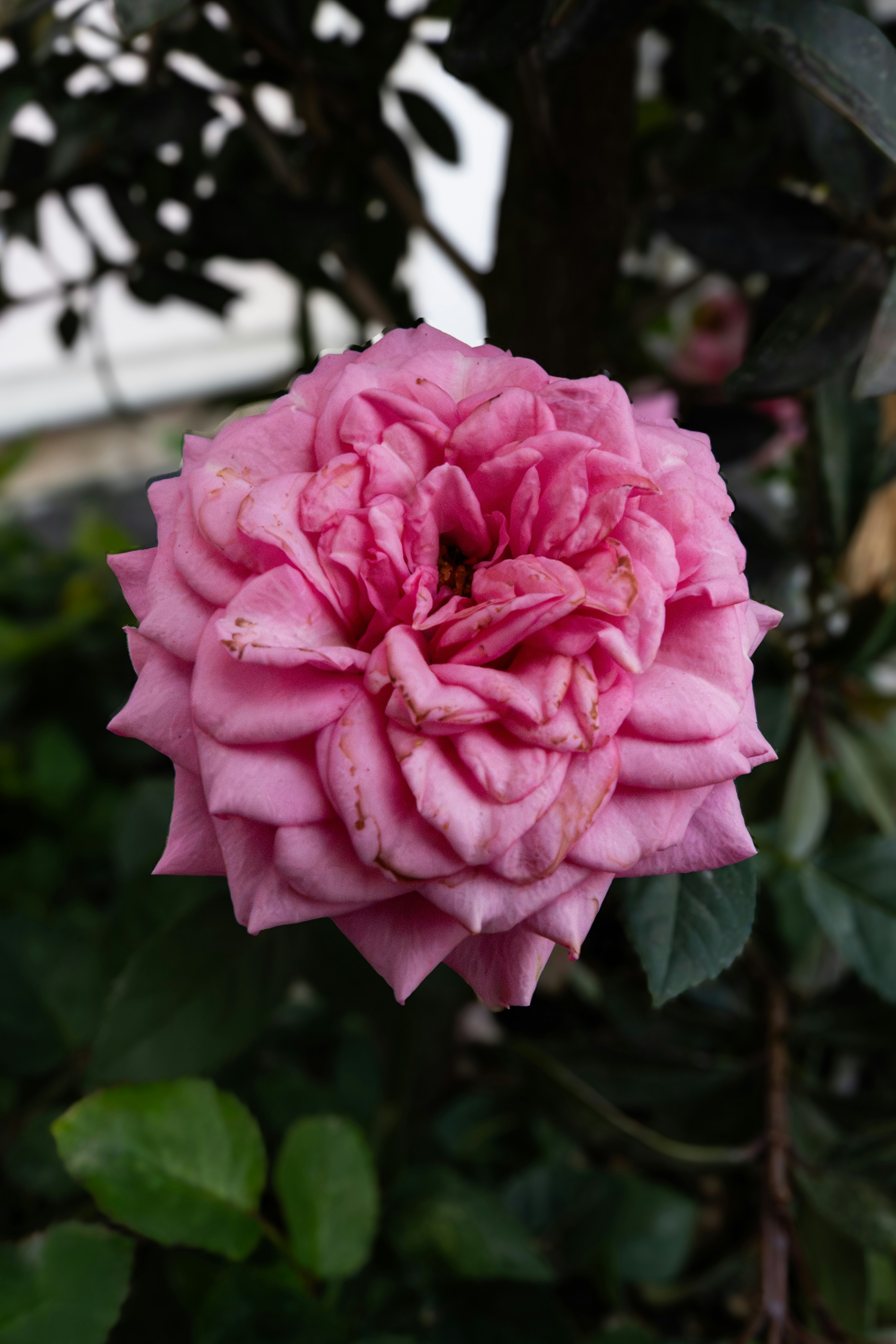 Vibrant pink rose blooms amidst lush green foliage, showcasing intricate petal layers and natural imperfections.