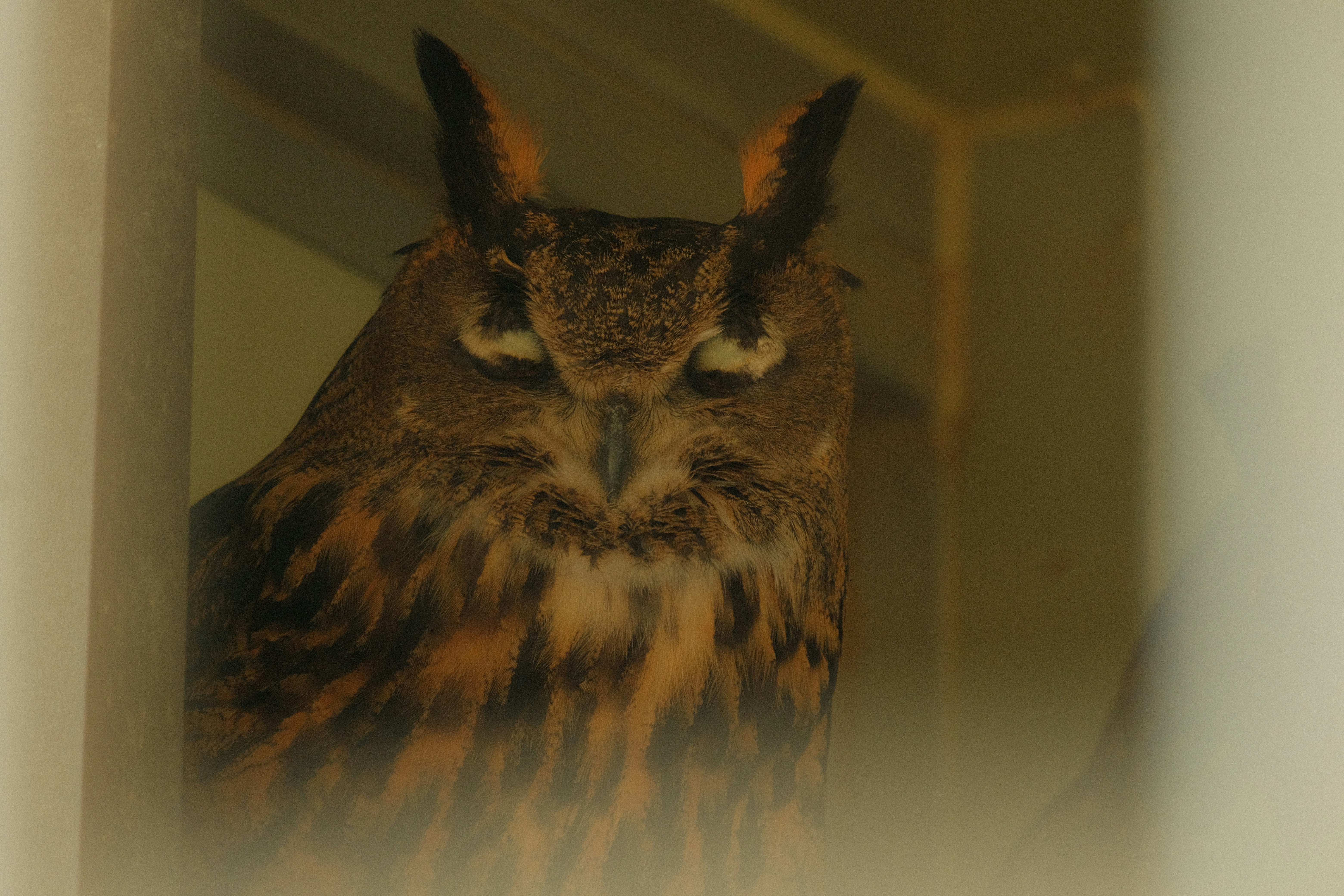 A majestic owl is looking down.