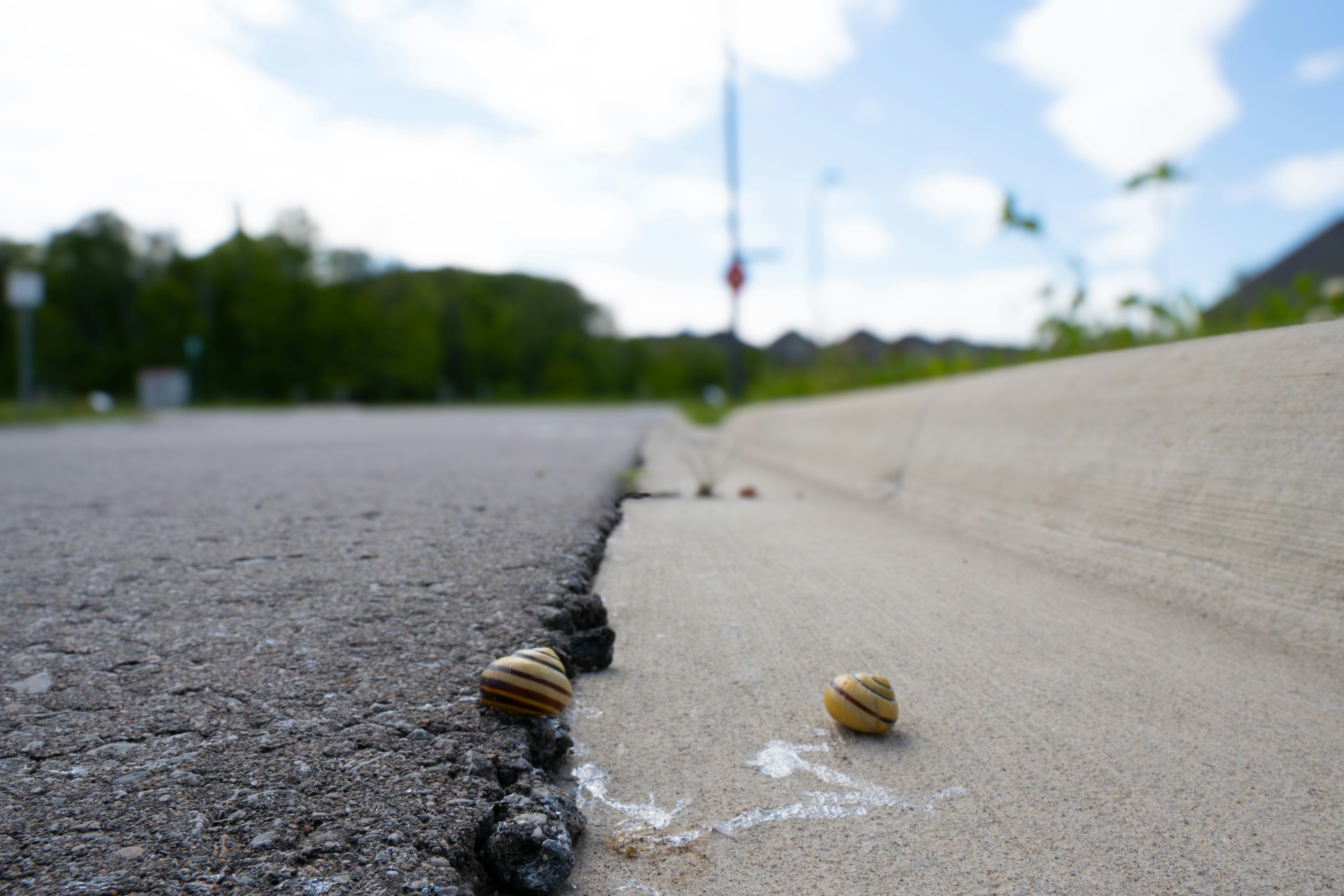 A shot of a couple of snails on the road in a good day | Snails crawl across the road and curb.