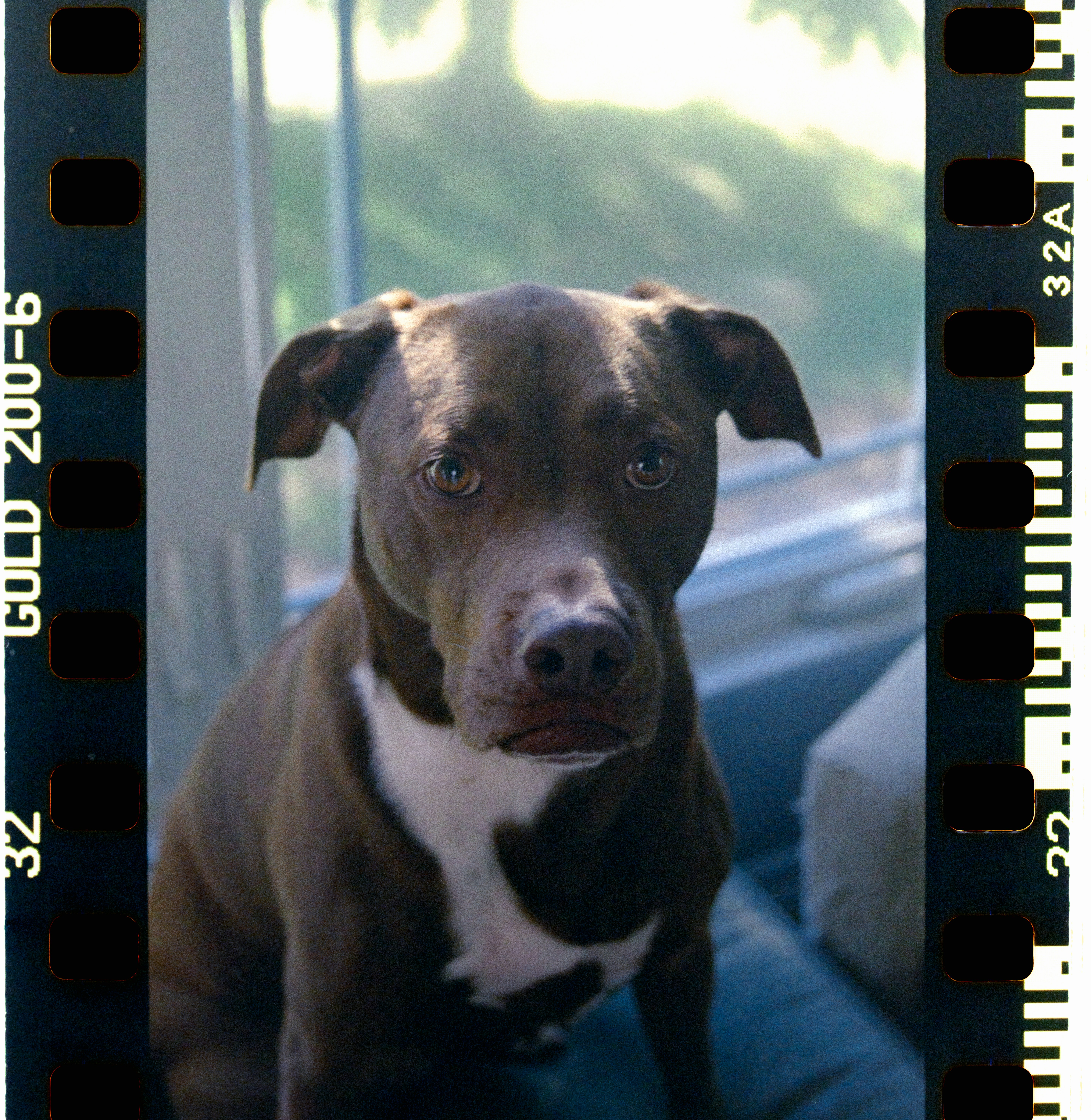 A brown dog gazes at the camera.