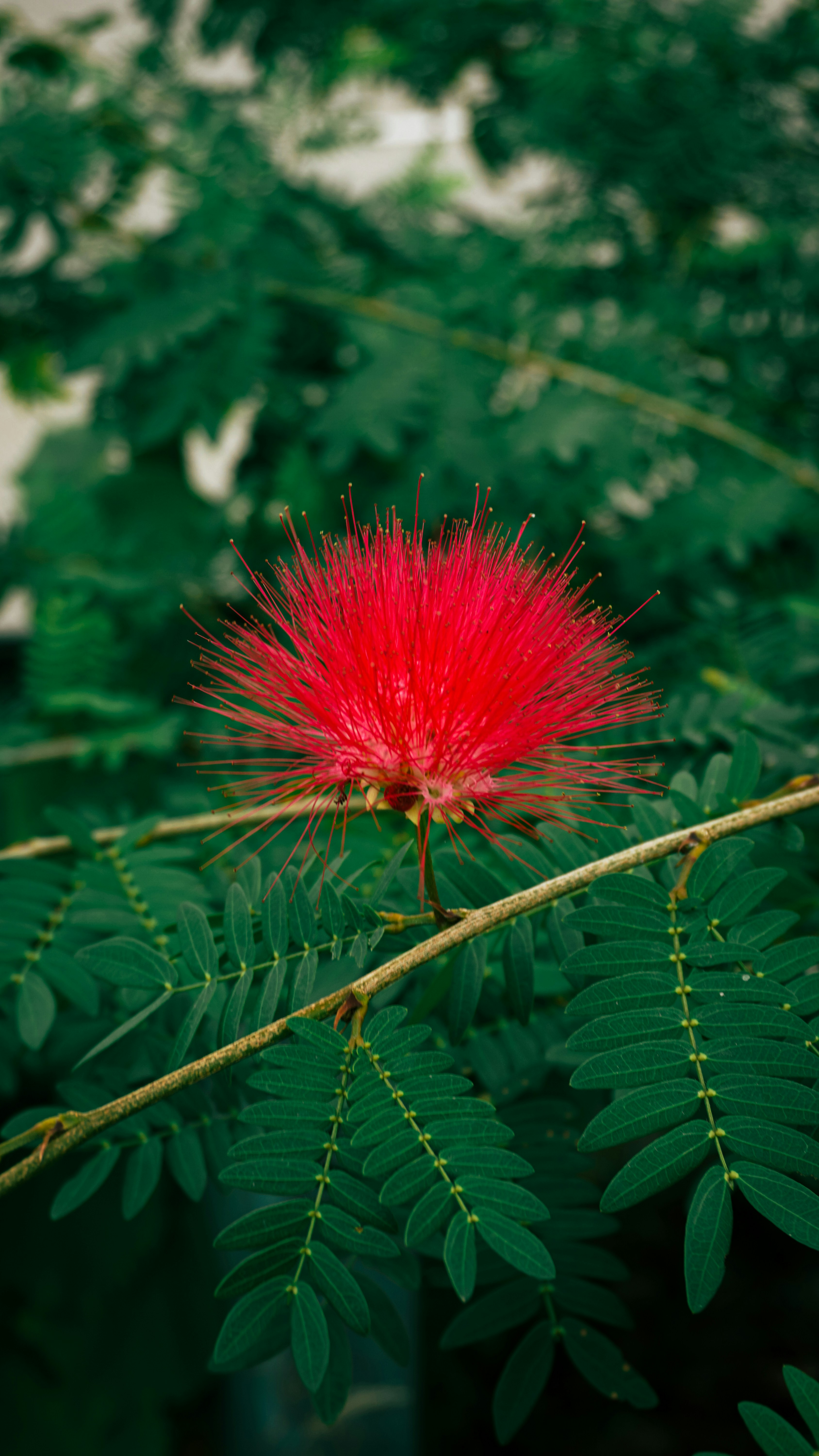 Bright red flower with elongated stamens surrounded by rich green leaves, showcasing nature's intricate beauty.