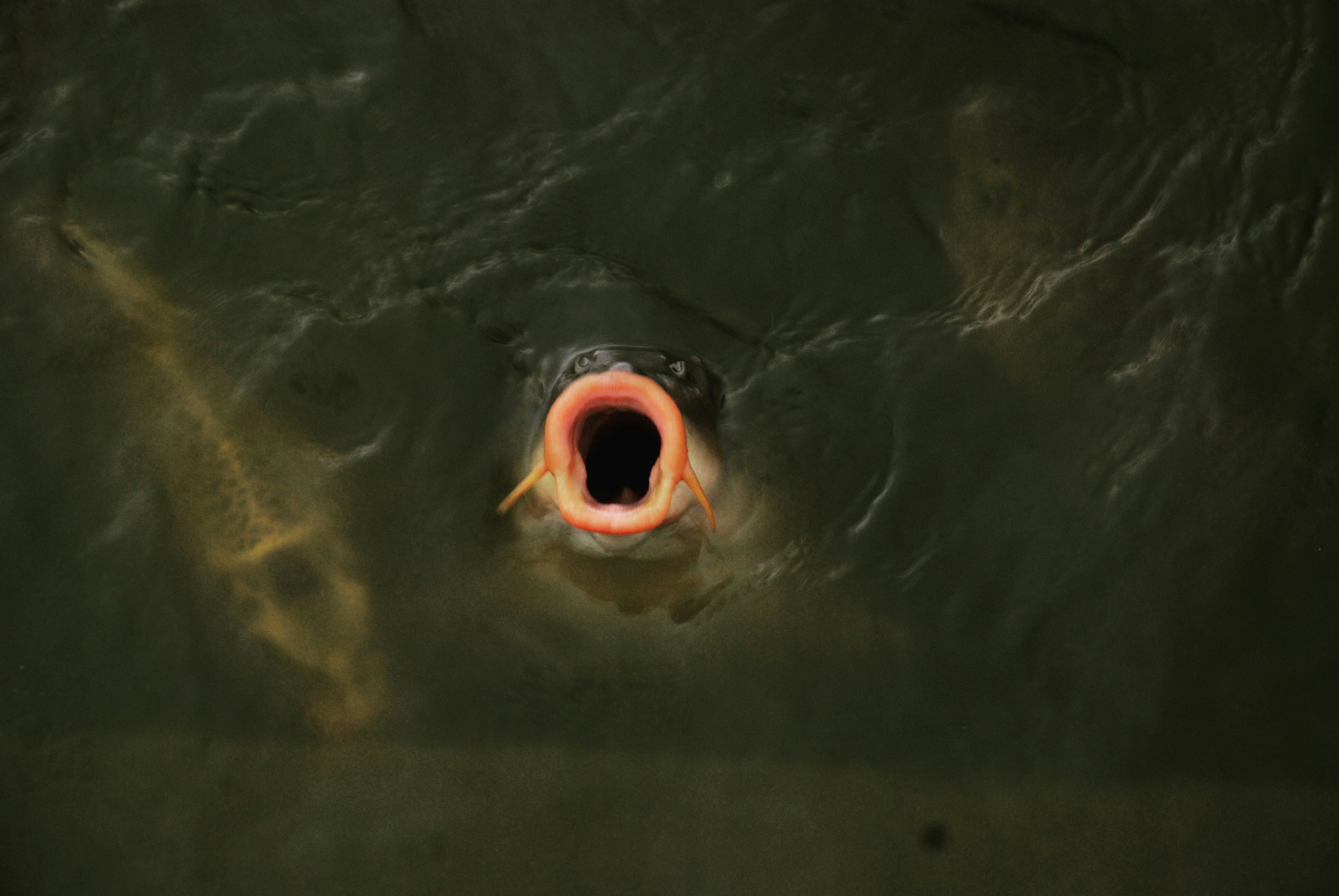 A fish opens its mouth in the murky water. photo – Free Animal Image on ...