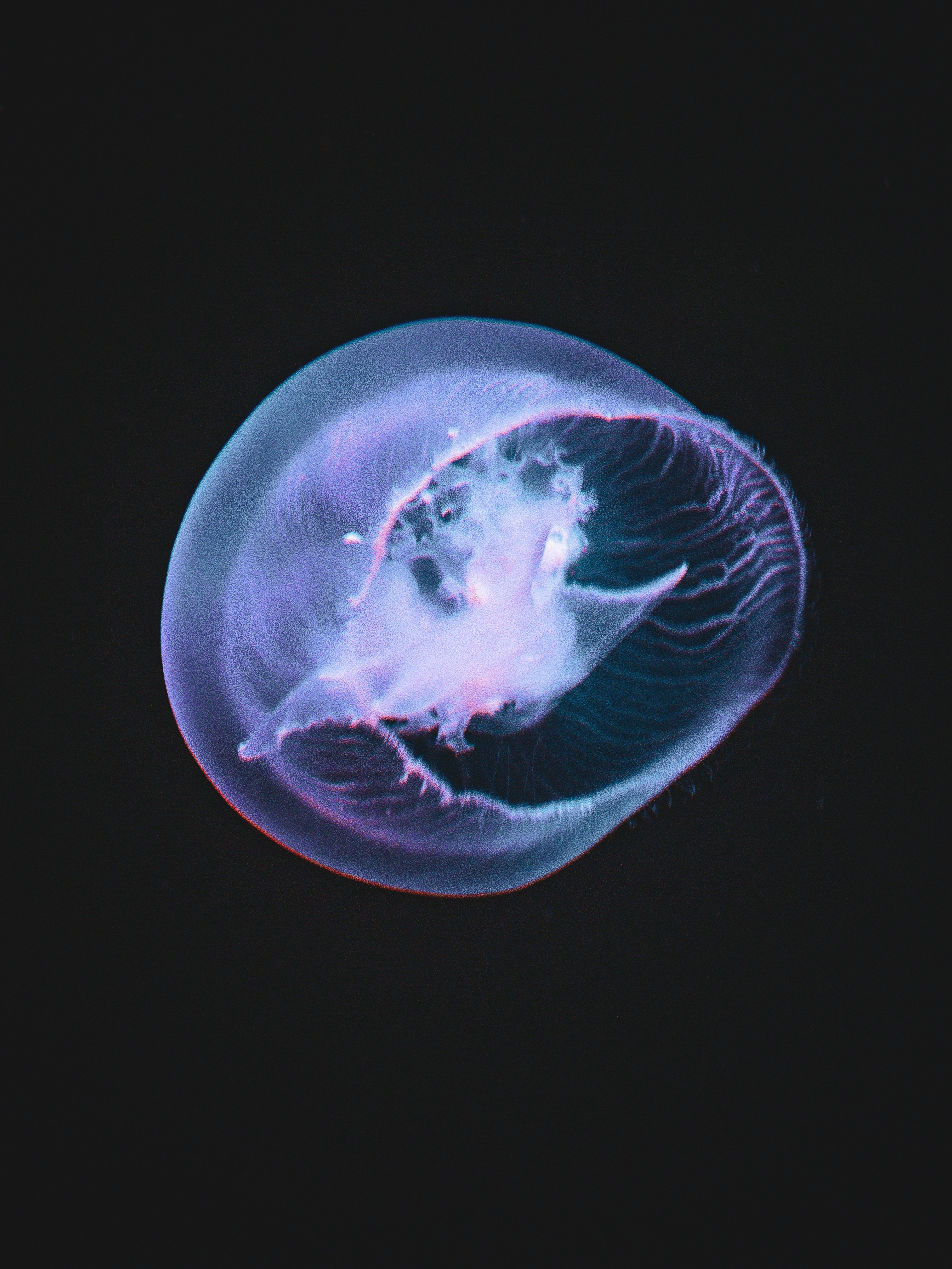 A jellyfish glows beautifully against a dark background.