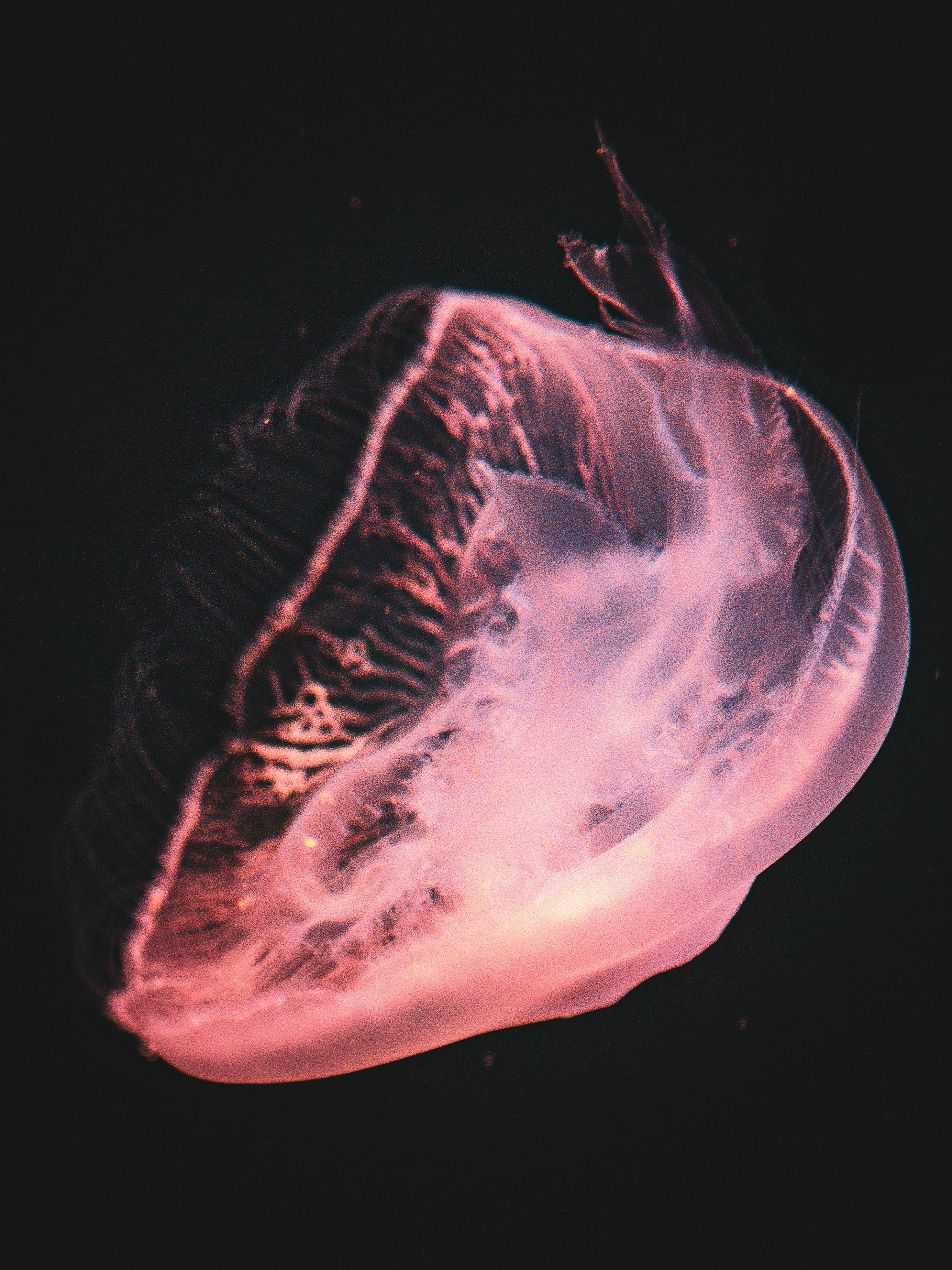 The Ethereal Dance of the Jellyfish