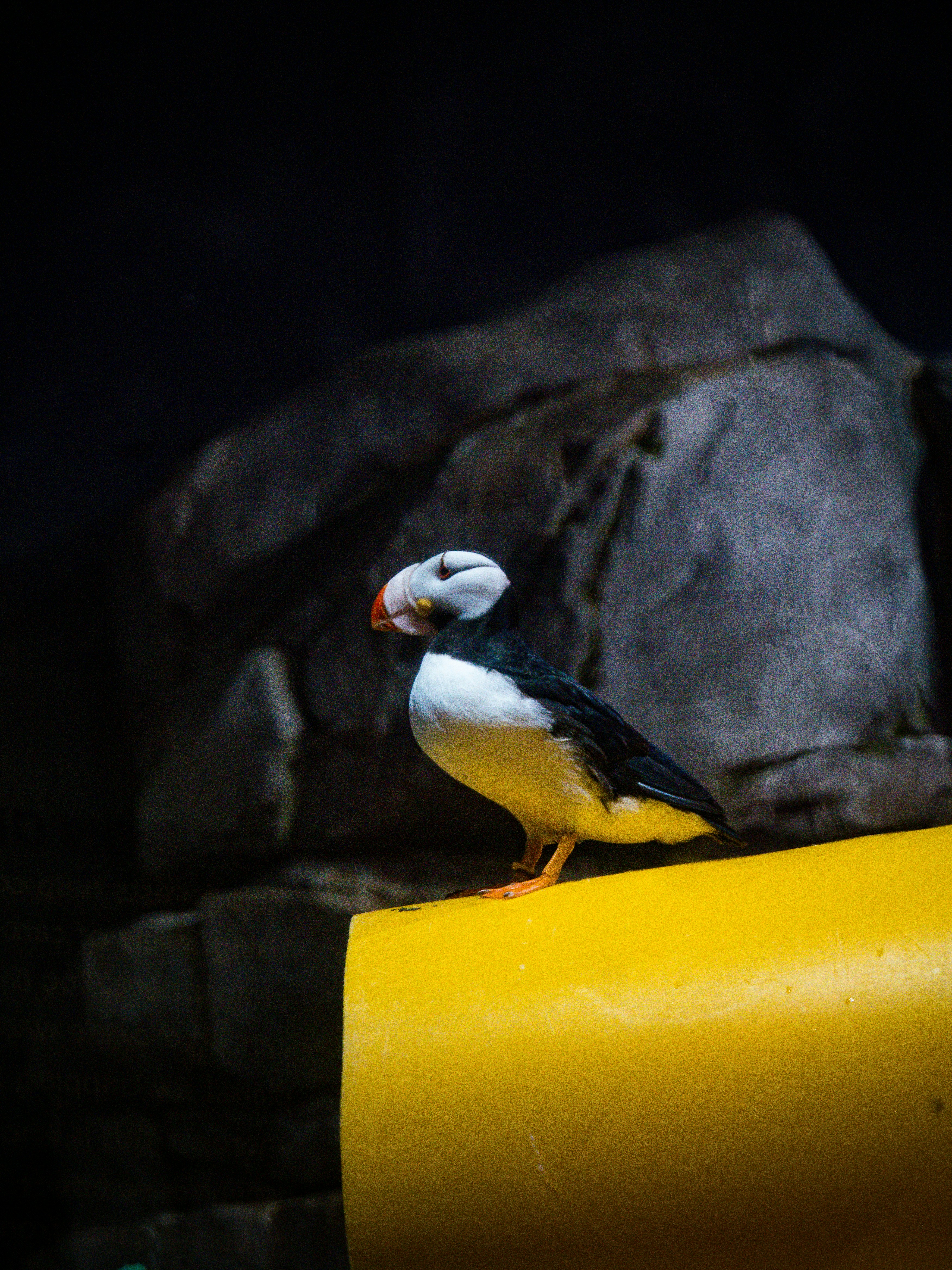 The Puffin's Perch: A Moment of Stillness