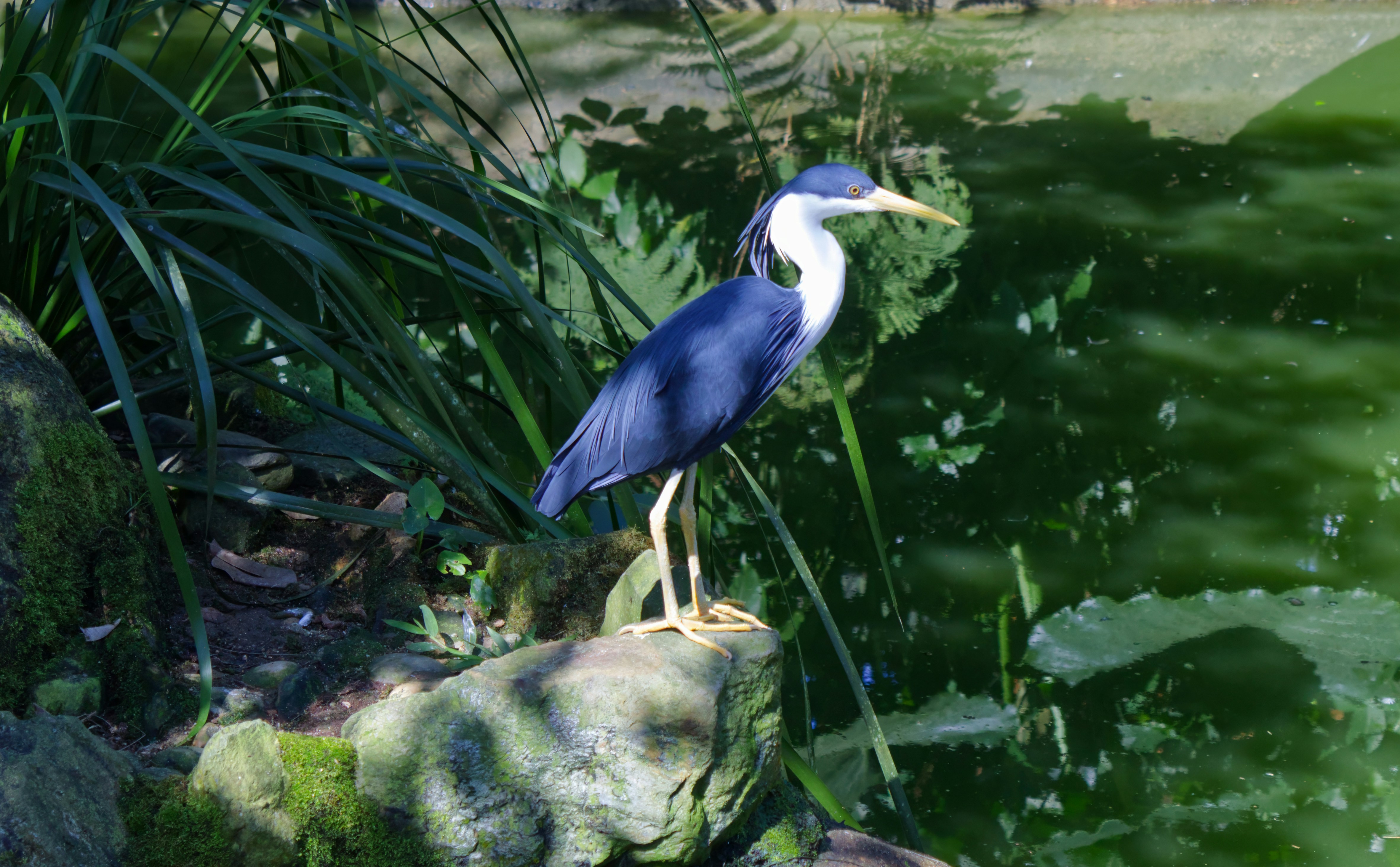 Pied Heron | A heron is perched by a green pond.