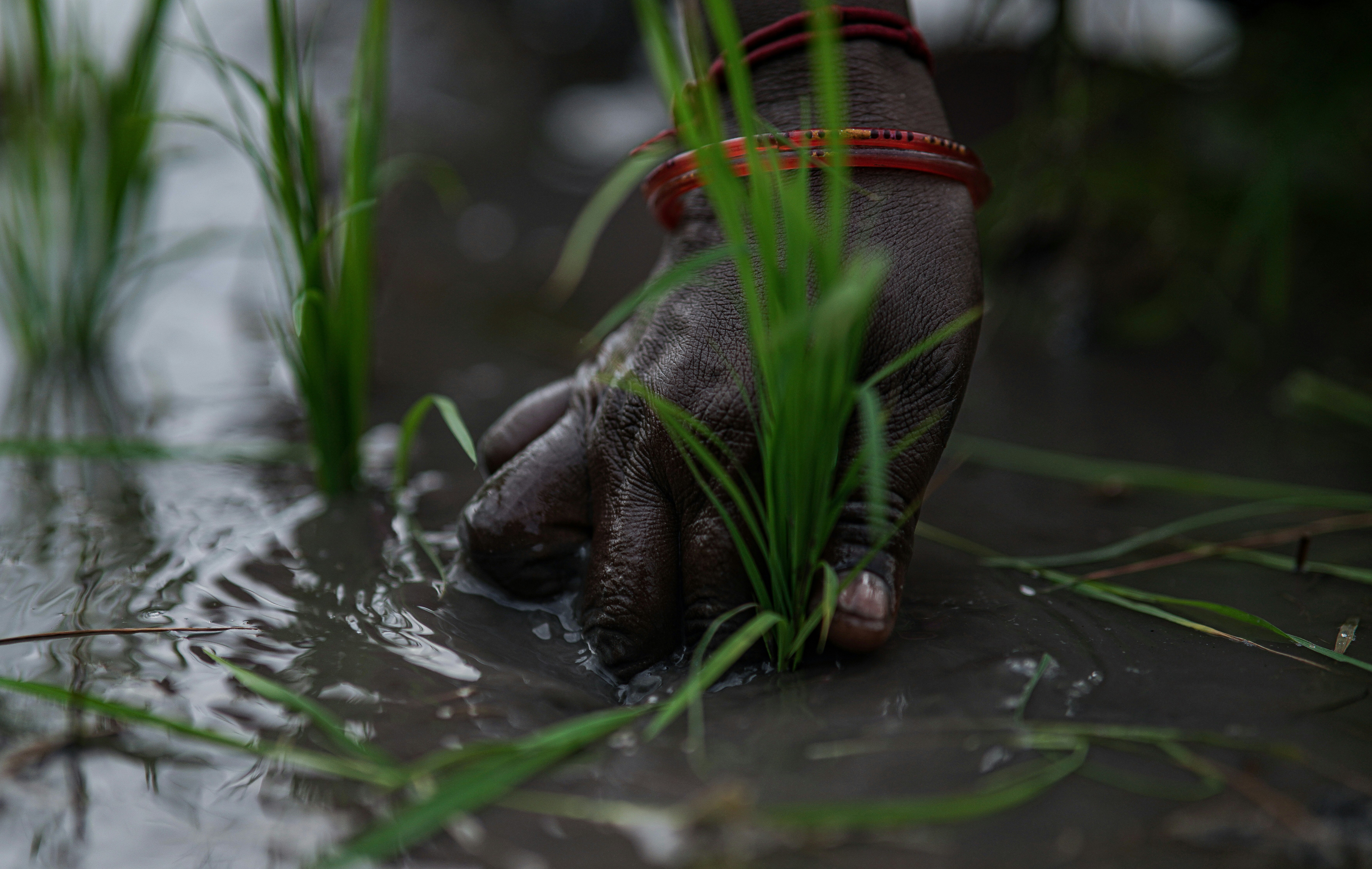 Nurturing the Earth: A Hand in Harmony with Nature