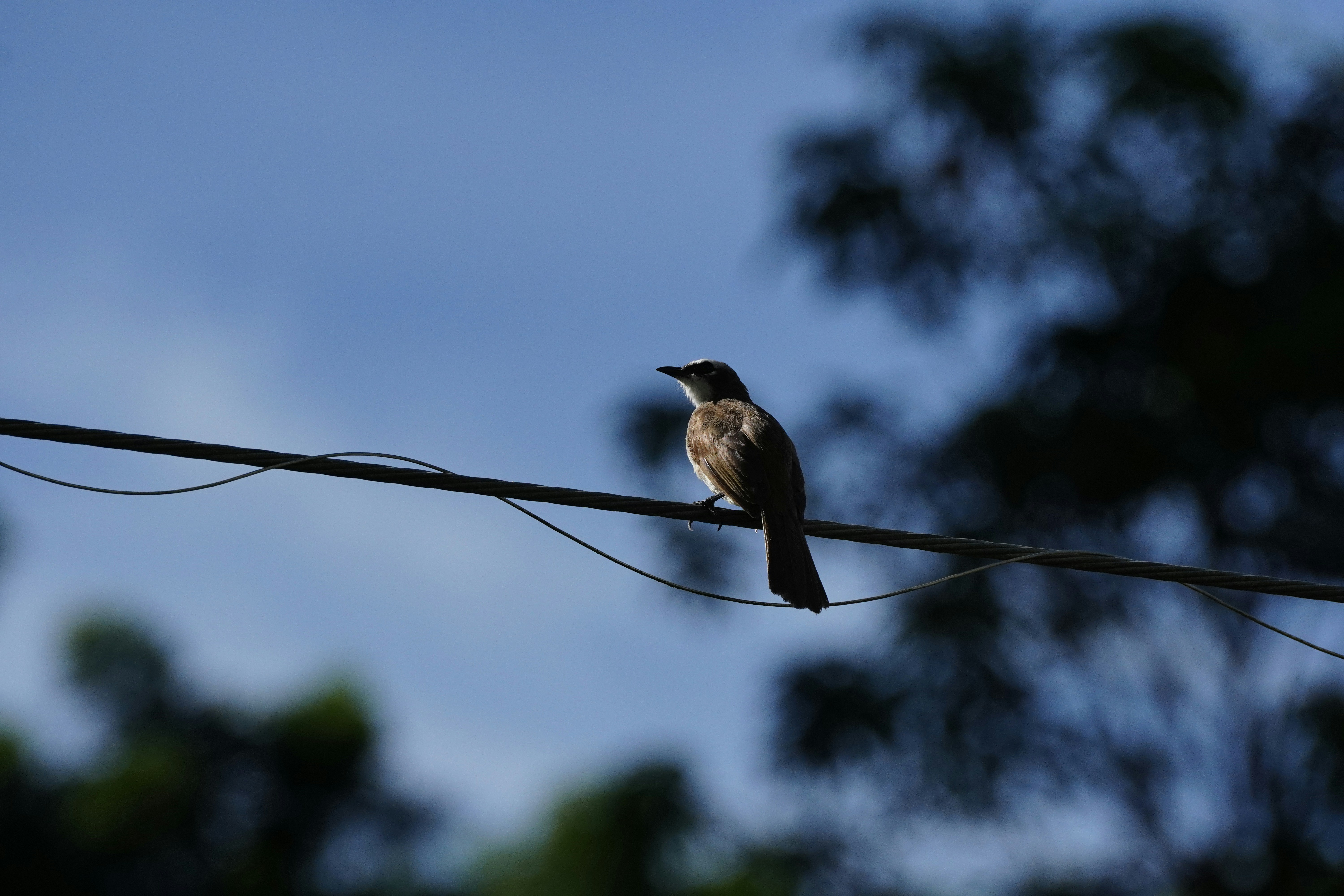 A solitary bird perched on a power line against a blurred green background, capturing a tranquil moment in nature.