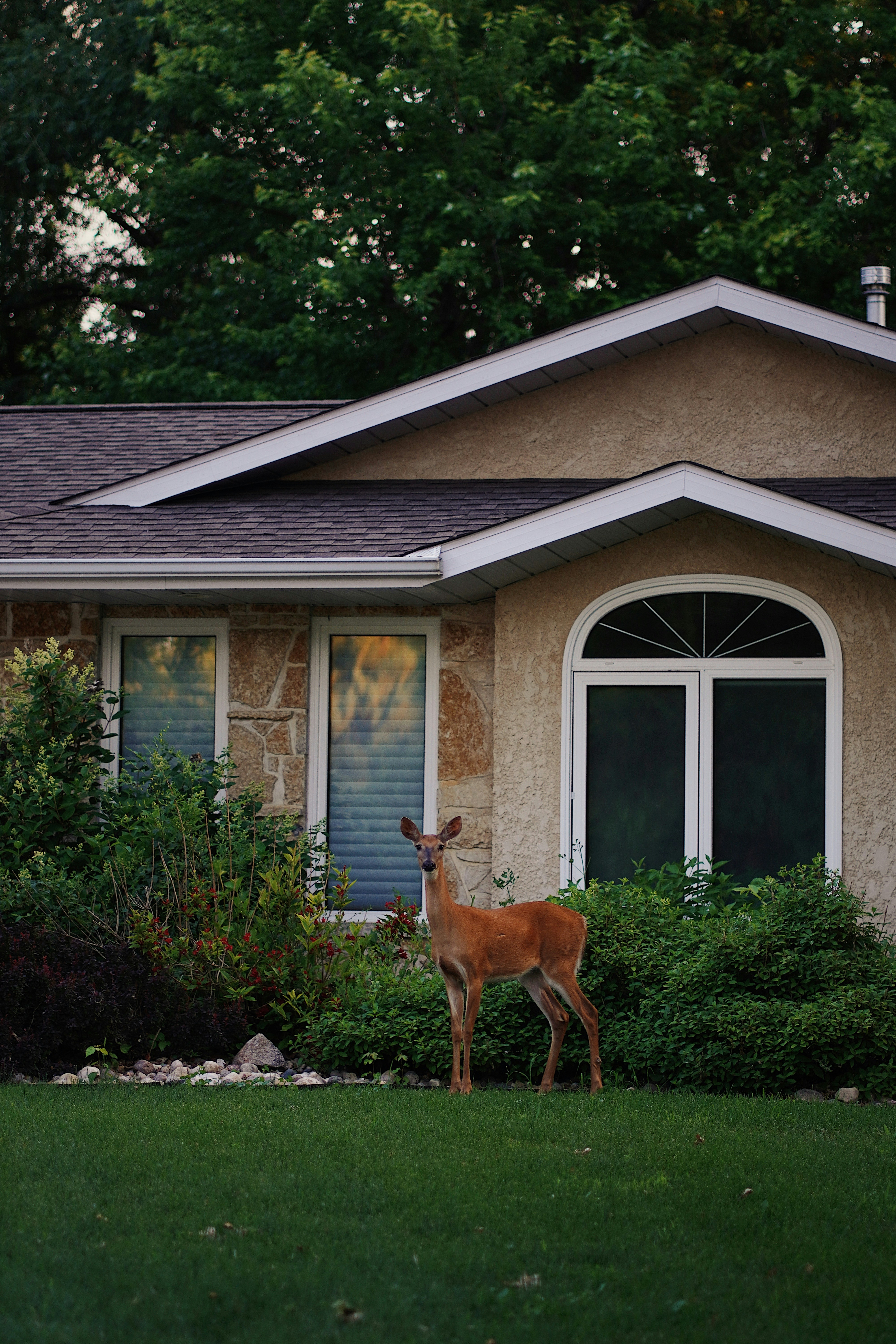 Evening Visitor by the Front Lawn: A deer pauses before a suburban residence