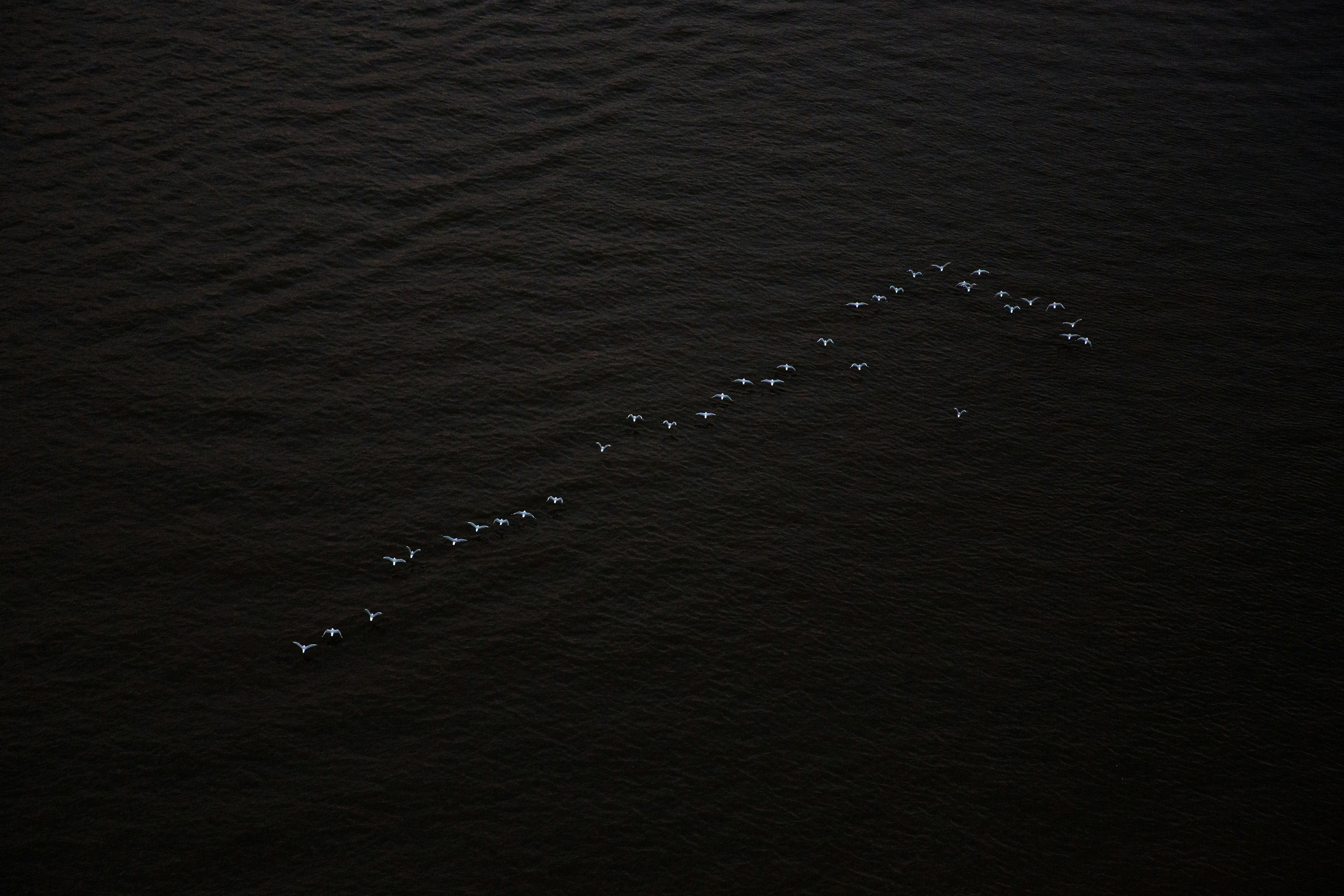 Aerial Ballet of Waterfowl