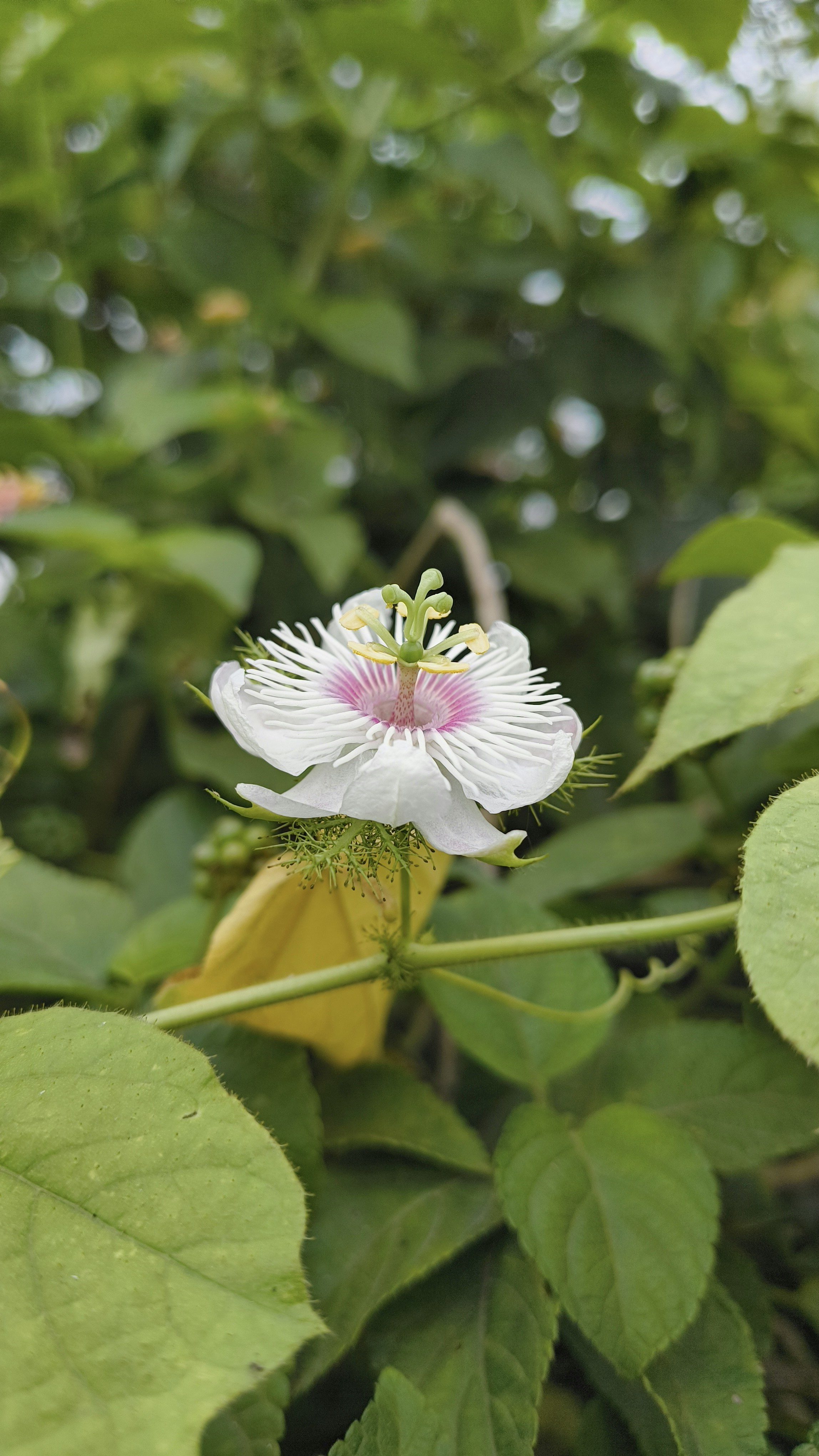Delicate white passion flower blooms amidst lush green foliage, showcasing intricate details and vibrant colors.