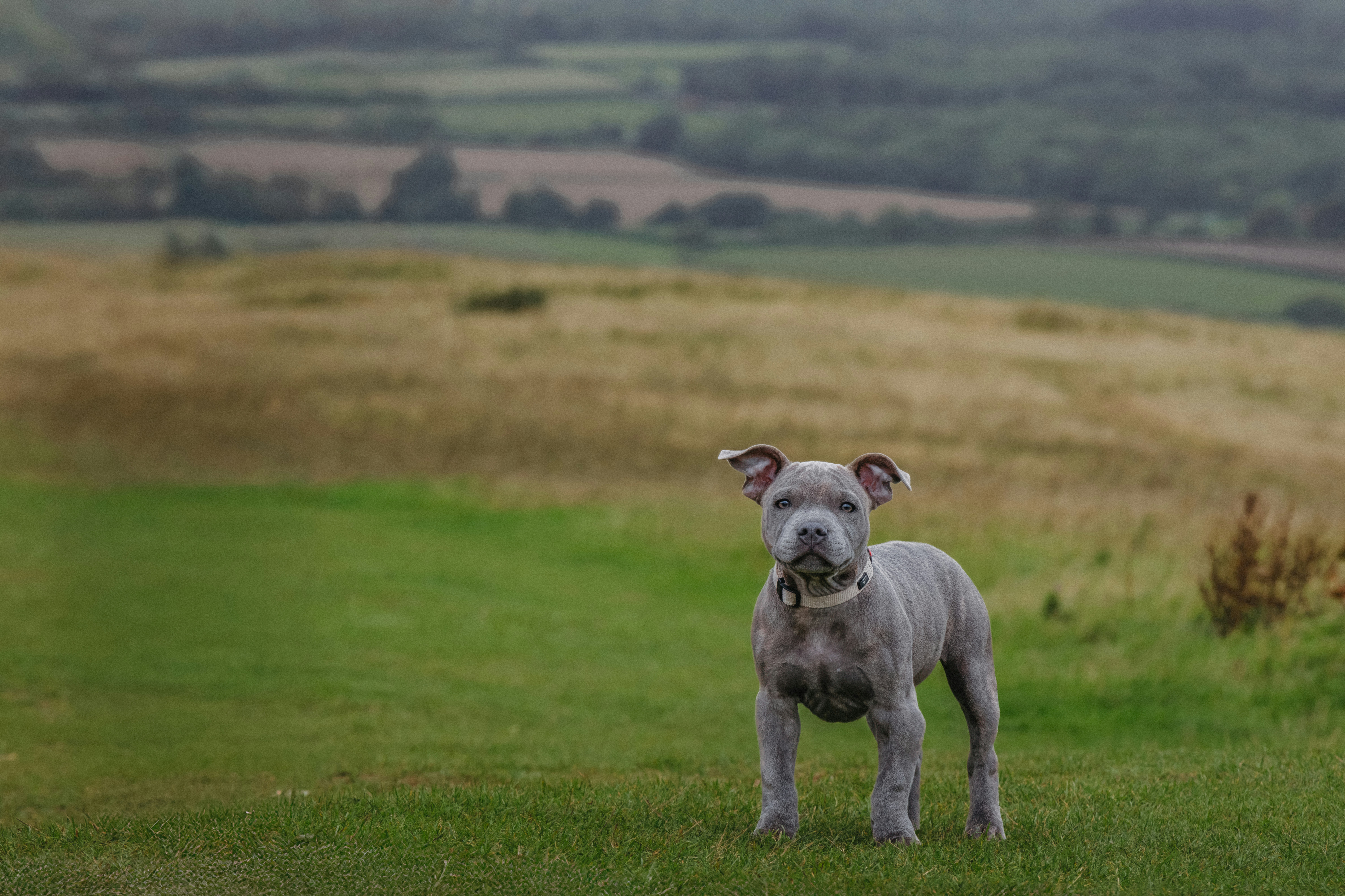Cute puppy stands on a grassy hill.