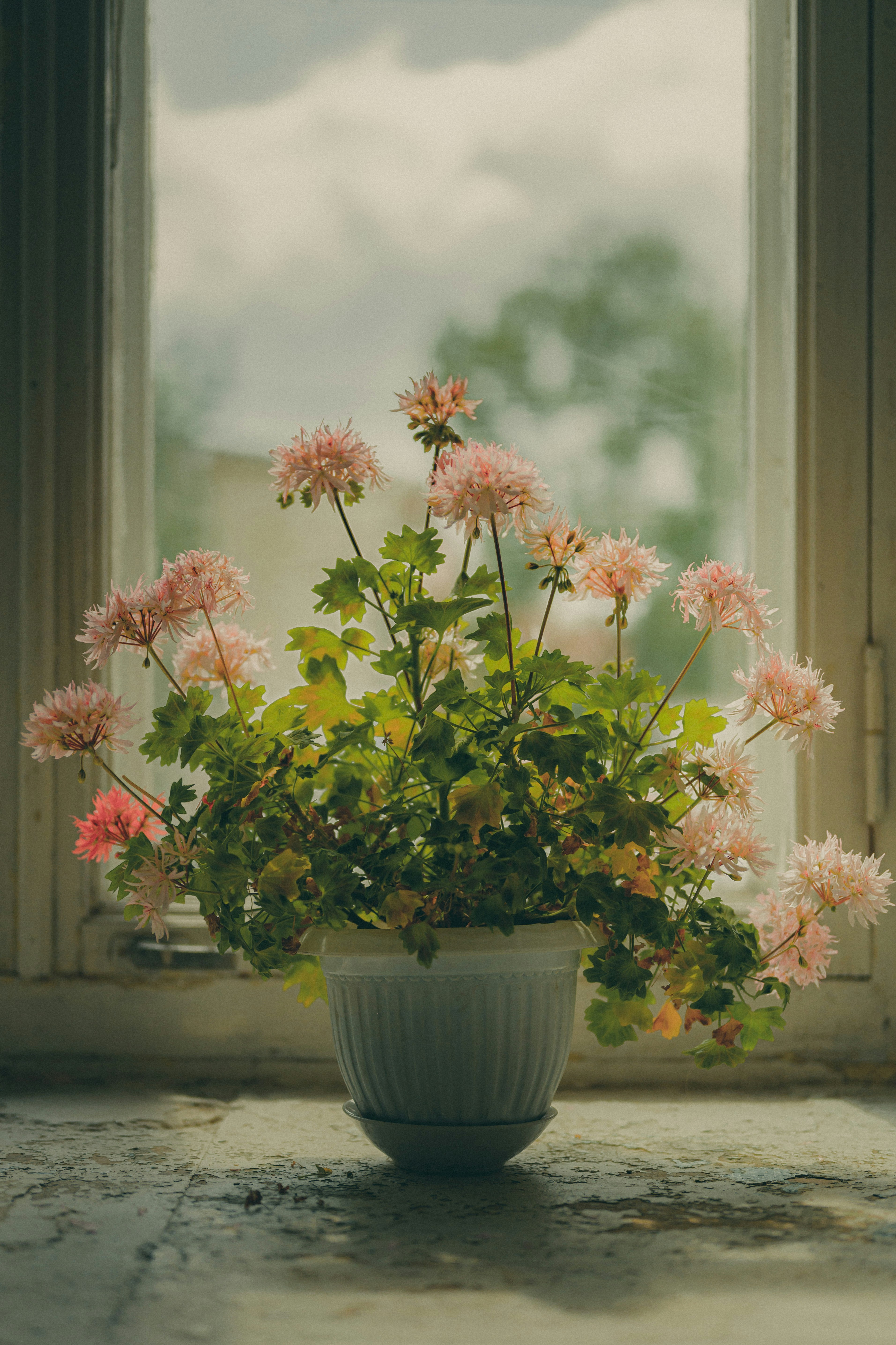 Morning Light on a Quiet Window Garden: Pink Geraniums in a Weathered Sill Pot