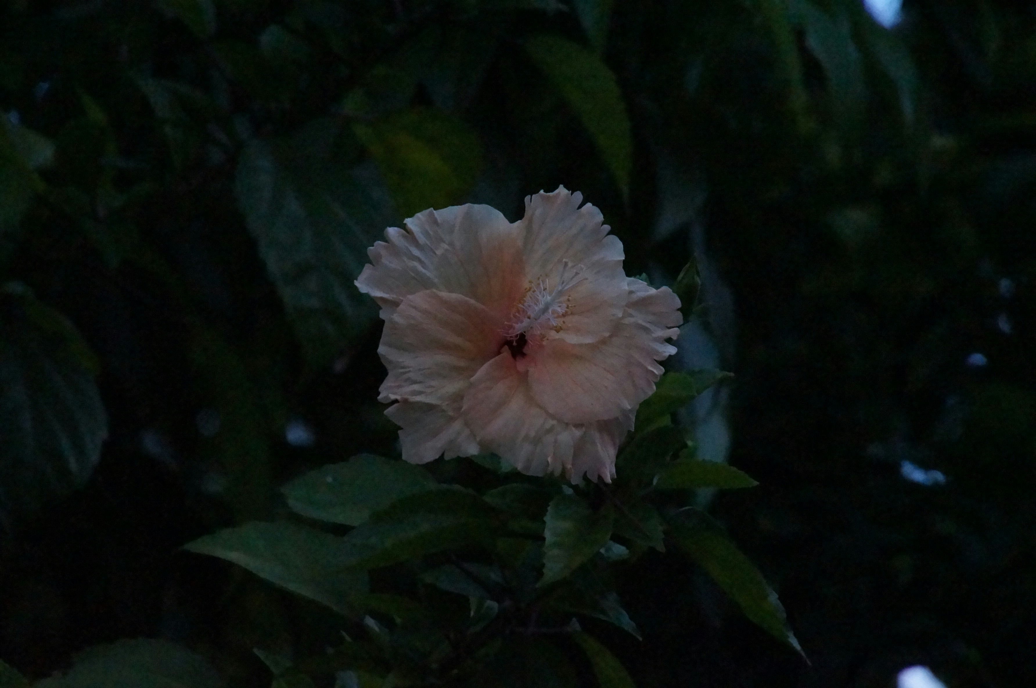 Whispers of Twilight: The Hibiscus Bloom