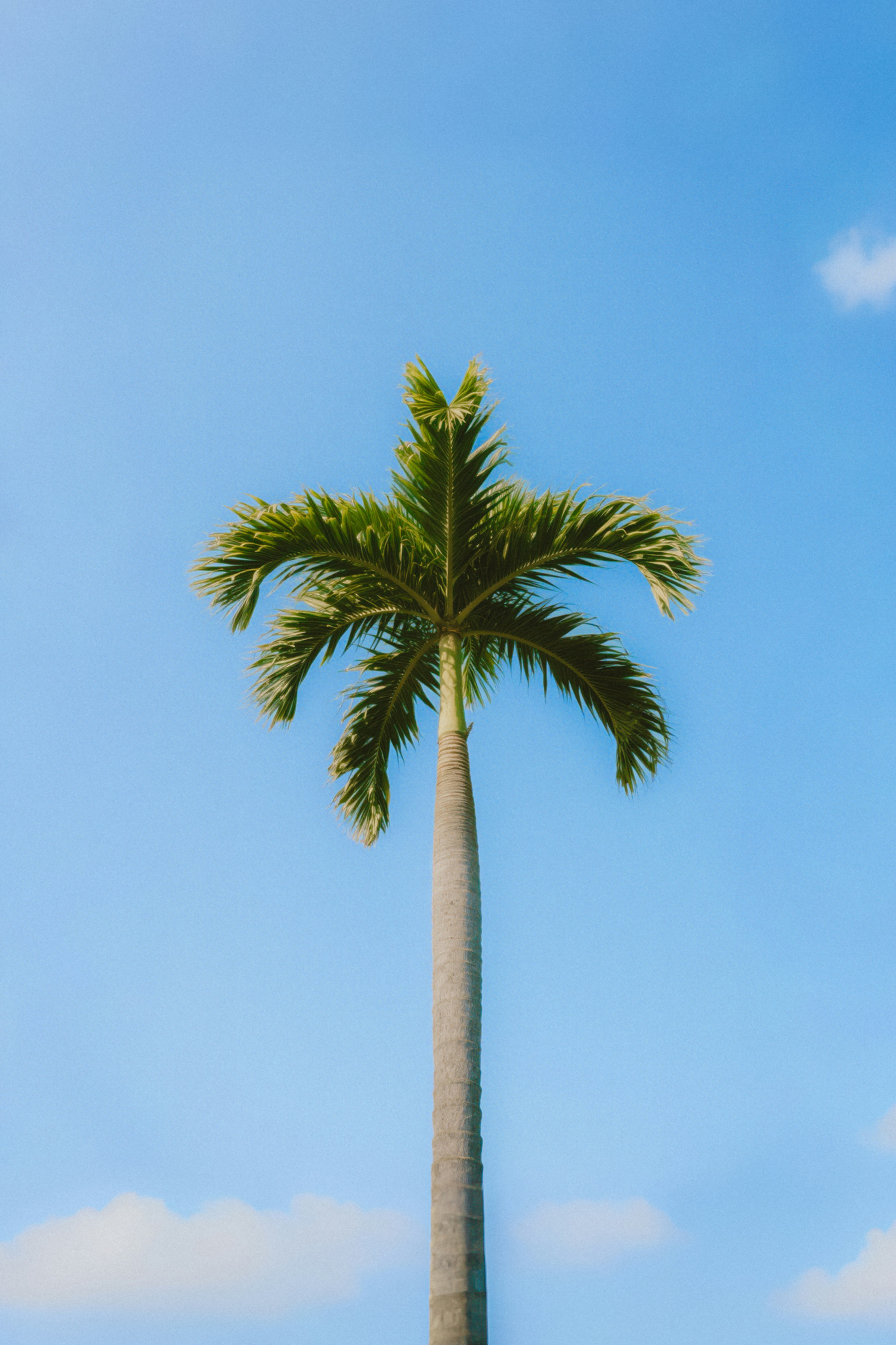 A tall palm tree stands against a blue sky.