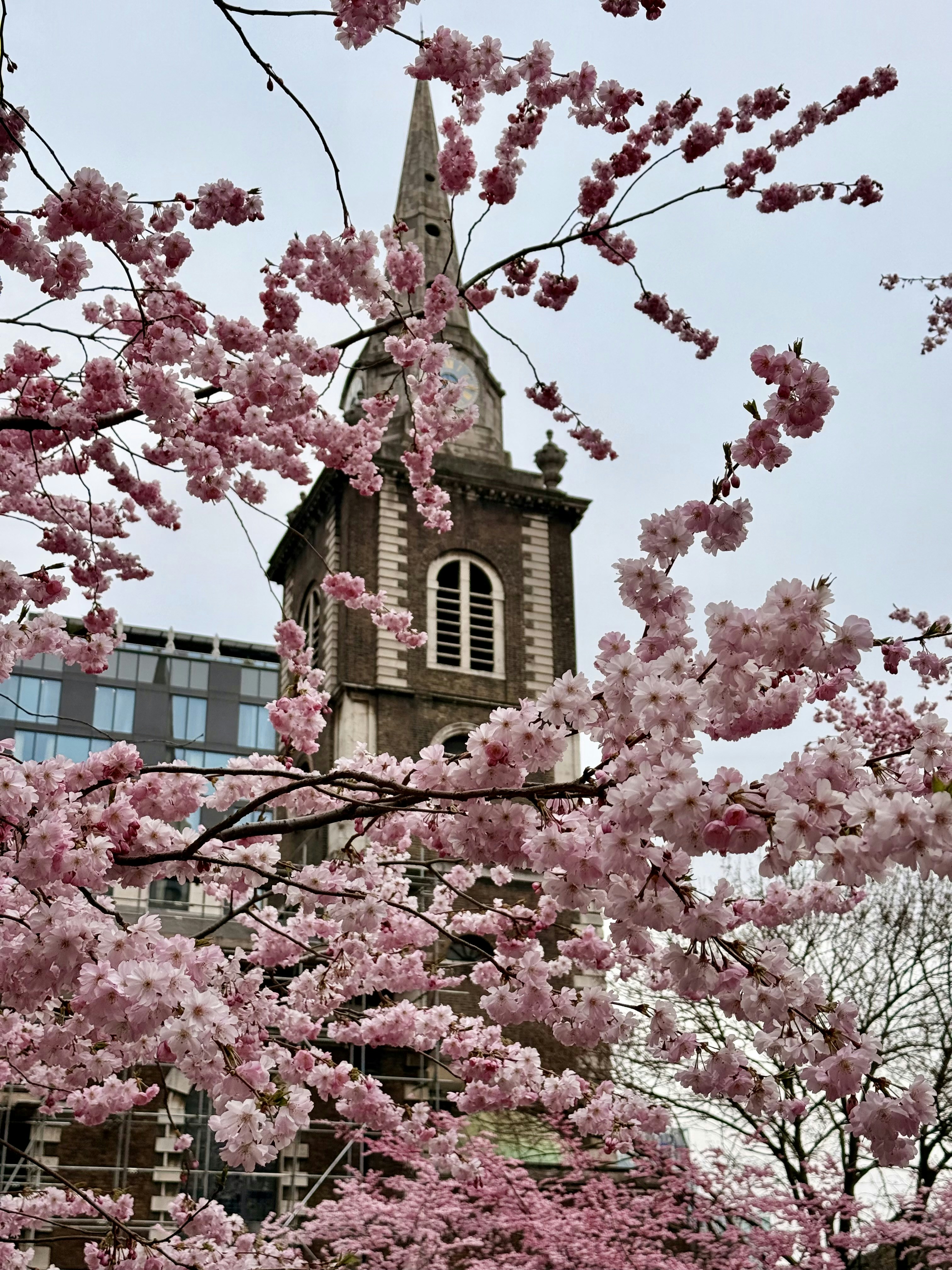 Spring's Frame: Cherry Blossoms Framing a Brick Church Tower