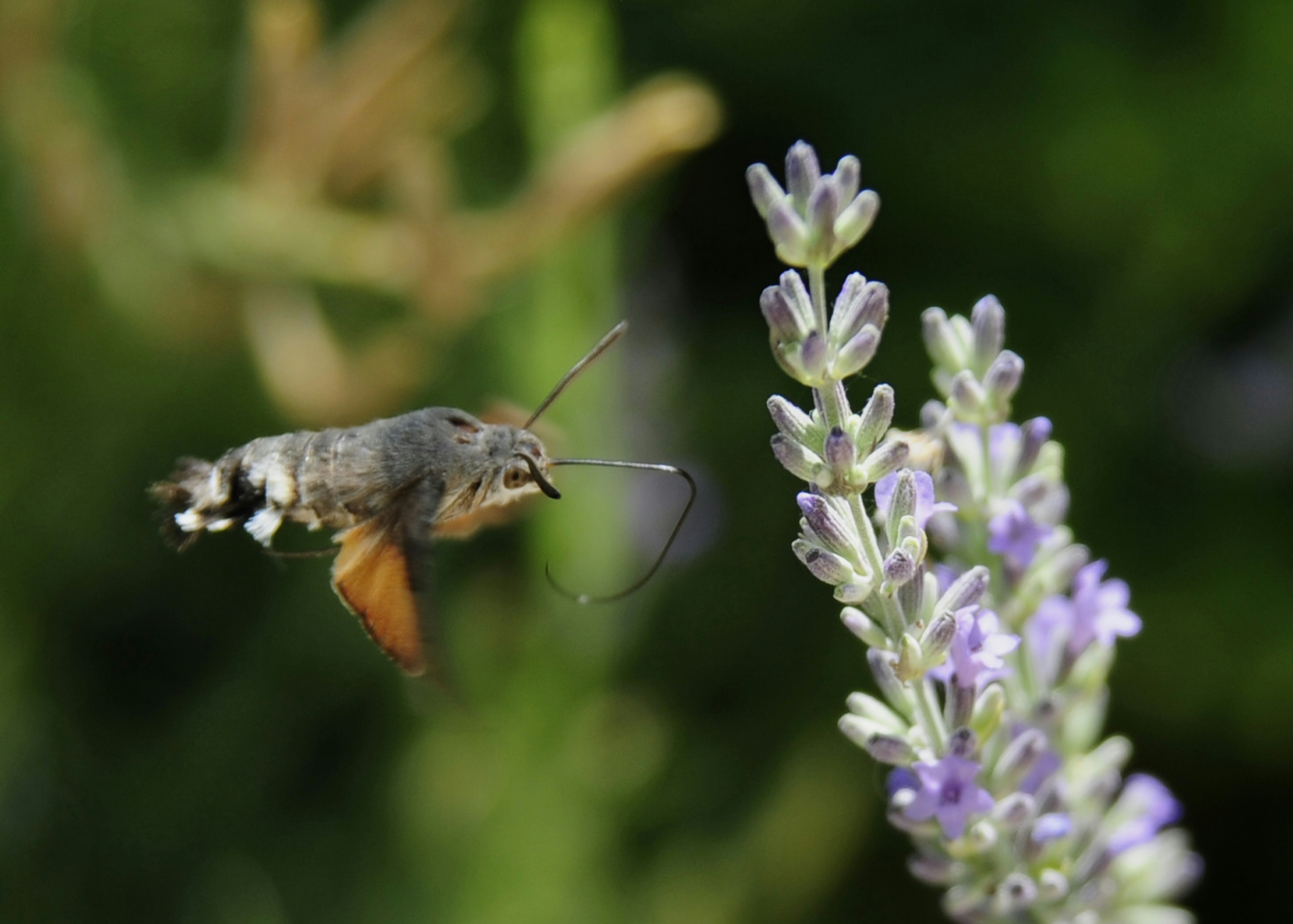 Hovering hawk-moth sips lavender nectar