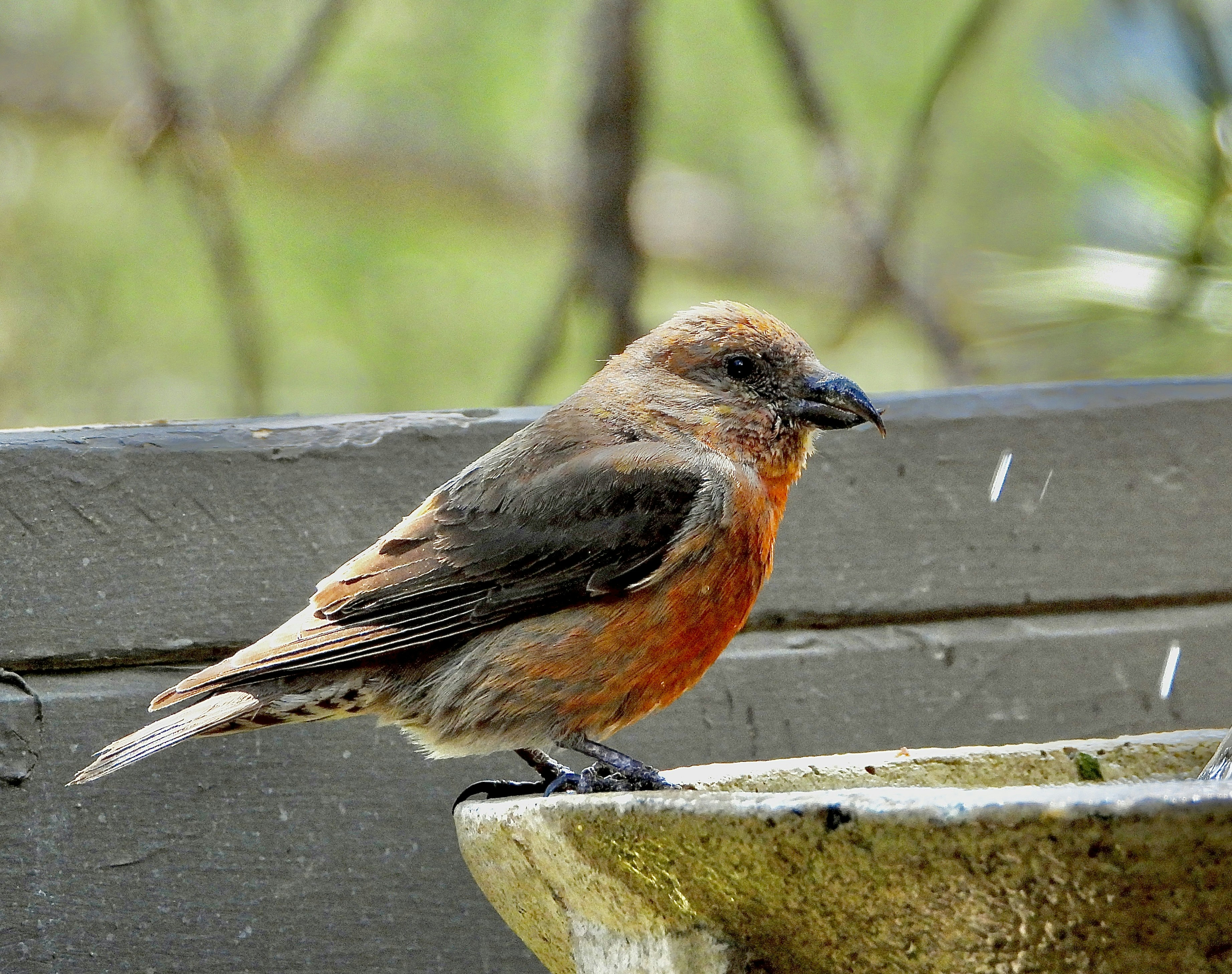 Nature's Subtle Symphony: The Perched Visitor