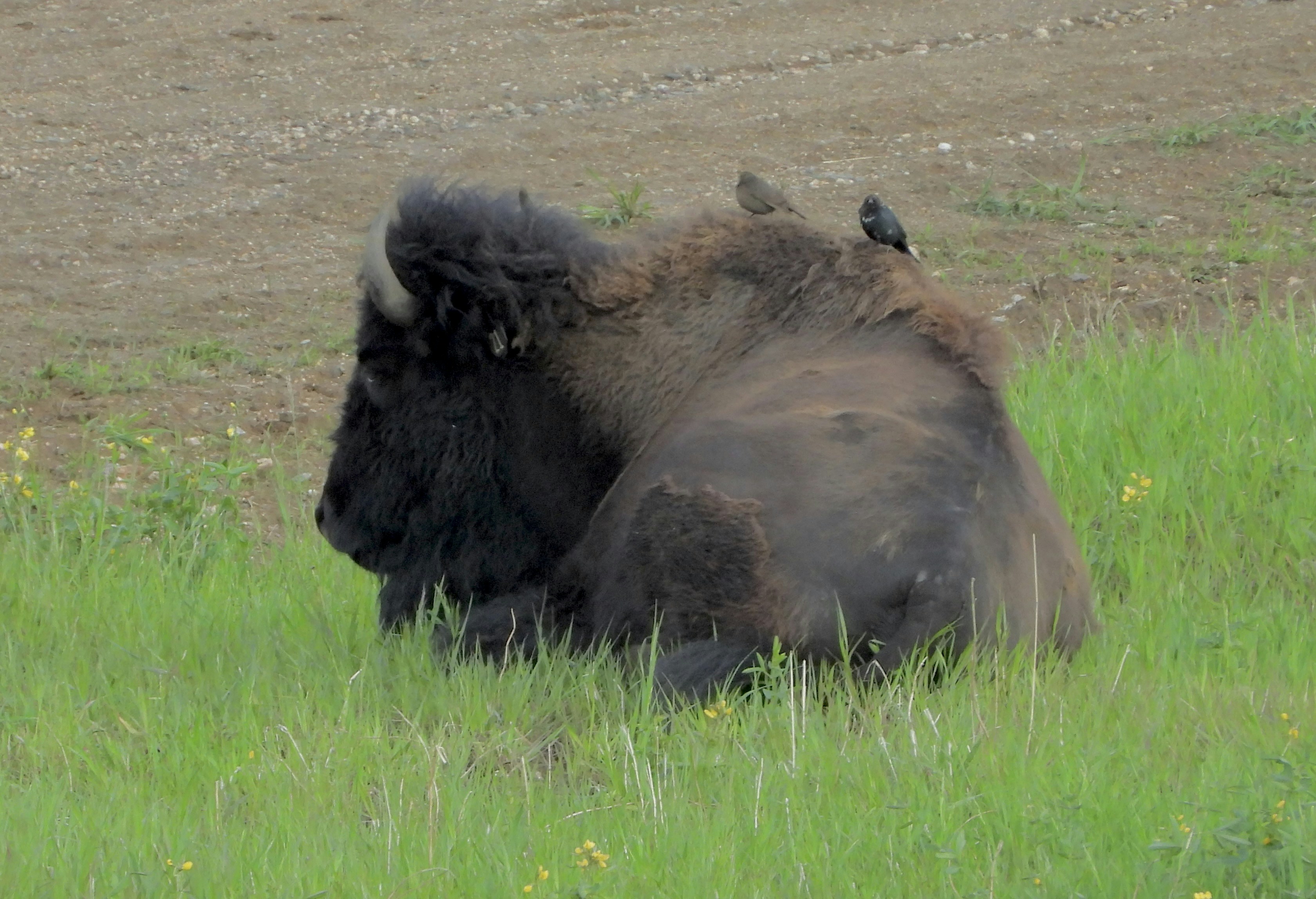 A bison is resting in a grassy field.