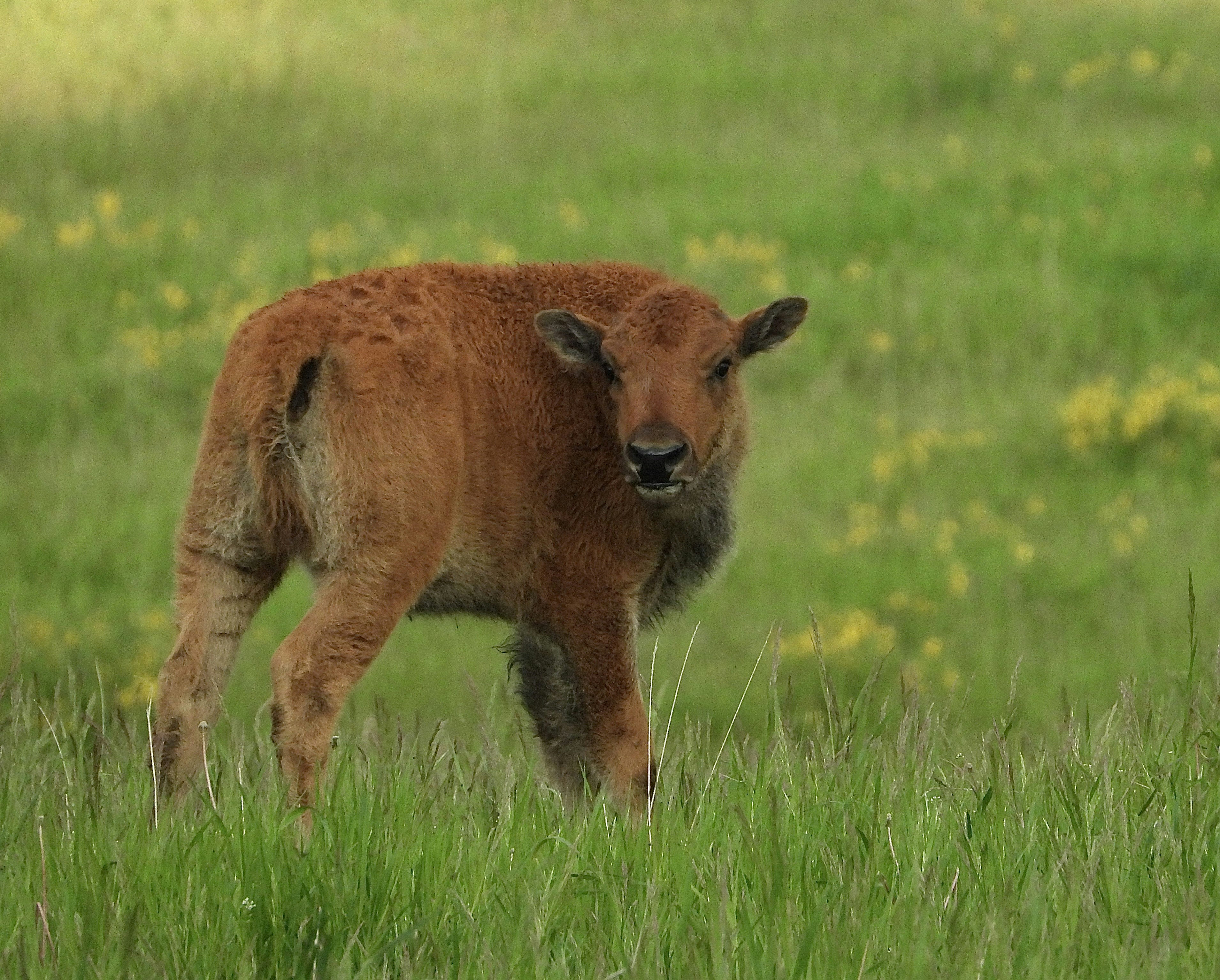 Emerging Innocence: A Bison Calf's First Steps