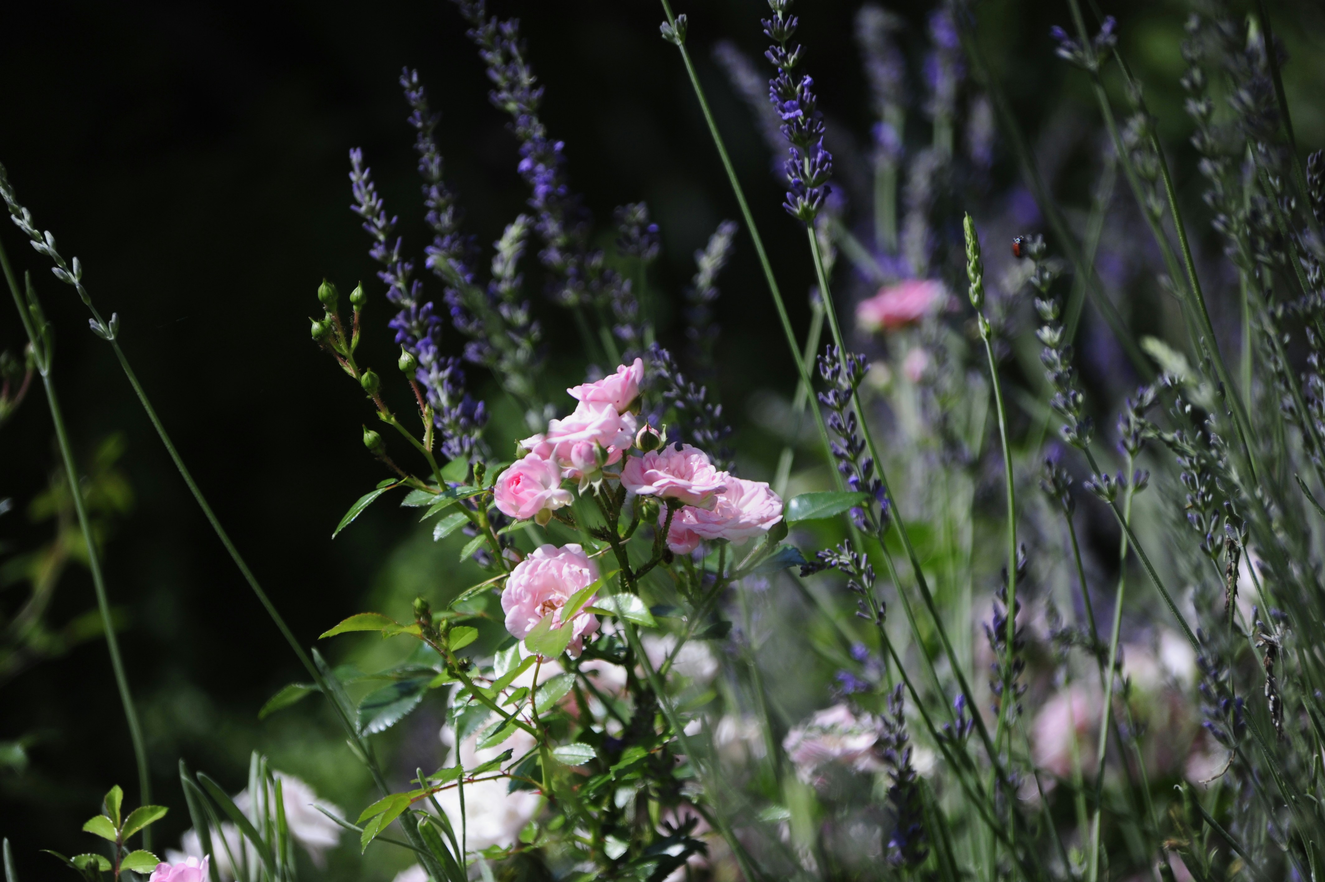 Soft Pink Roses Among Lavender and Greenery in Dappled Garden Light
