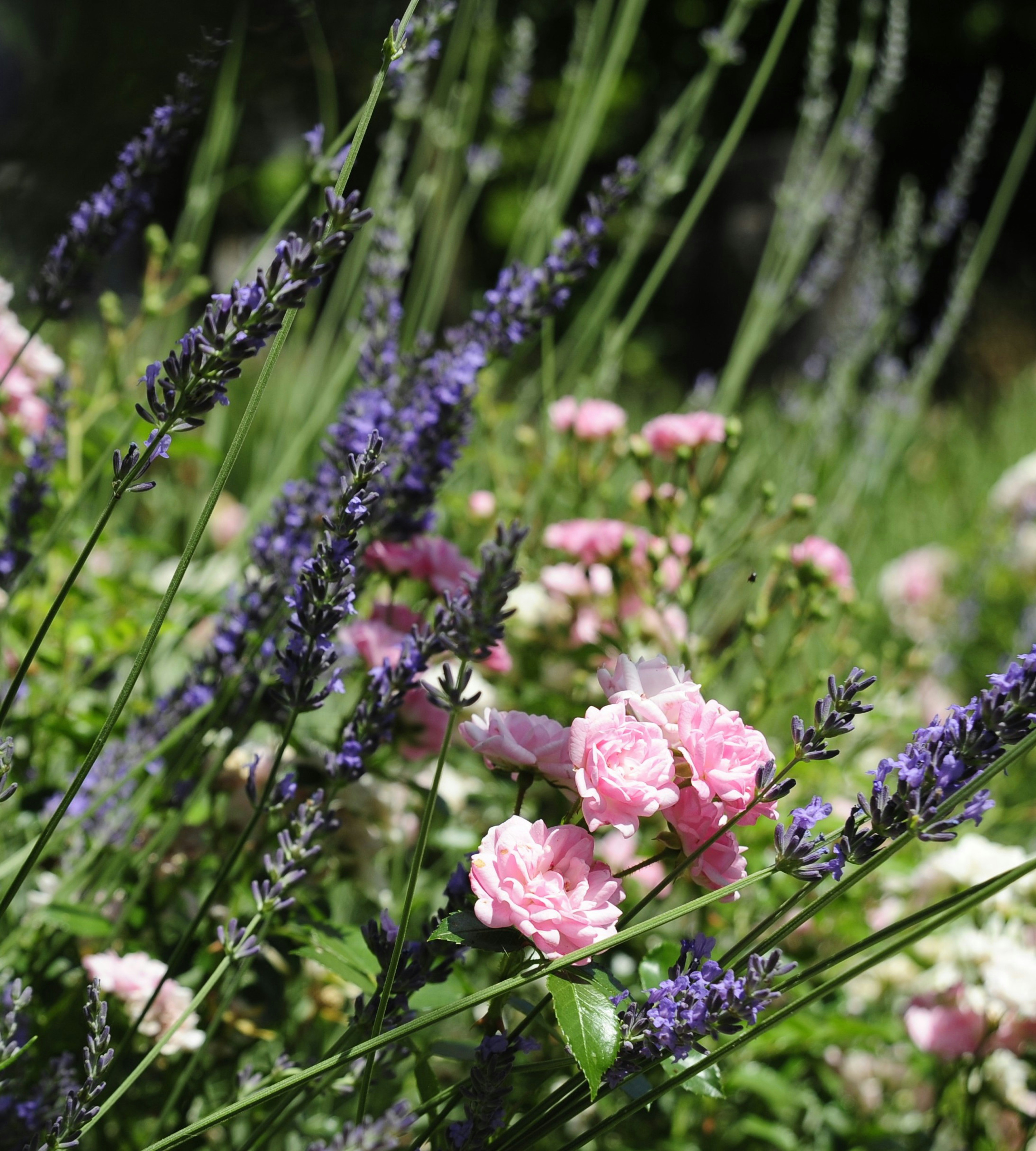 Lavender Fronds and Pink Roses In Sunlit Garden Bed