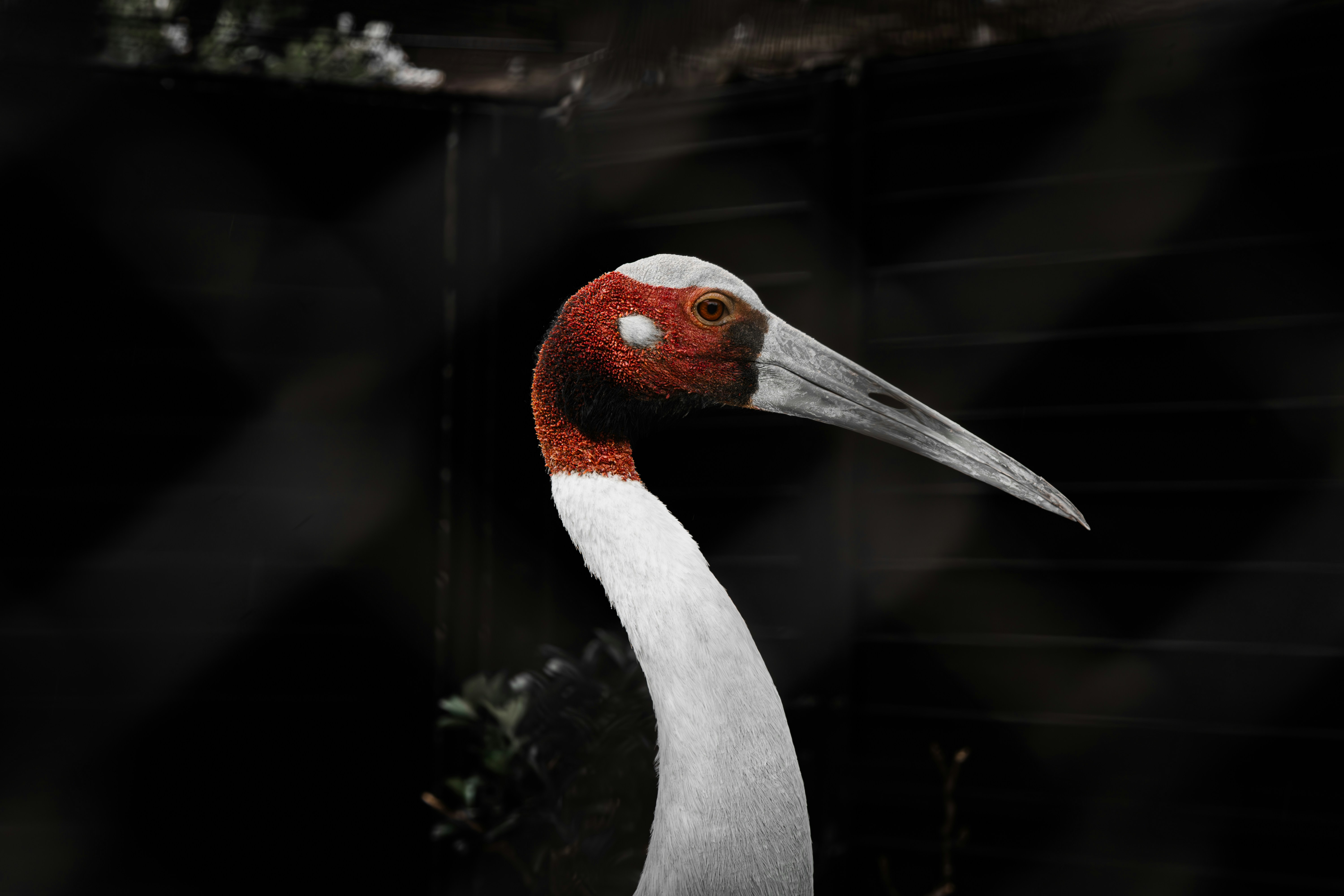 Crane in Velvet Shadow: A Close-Up Portrait of Red-Headed Focus