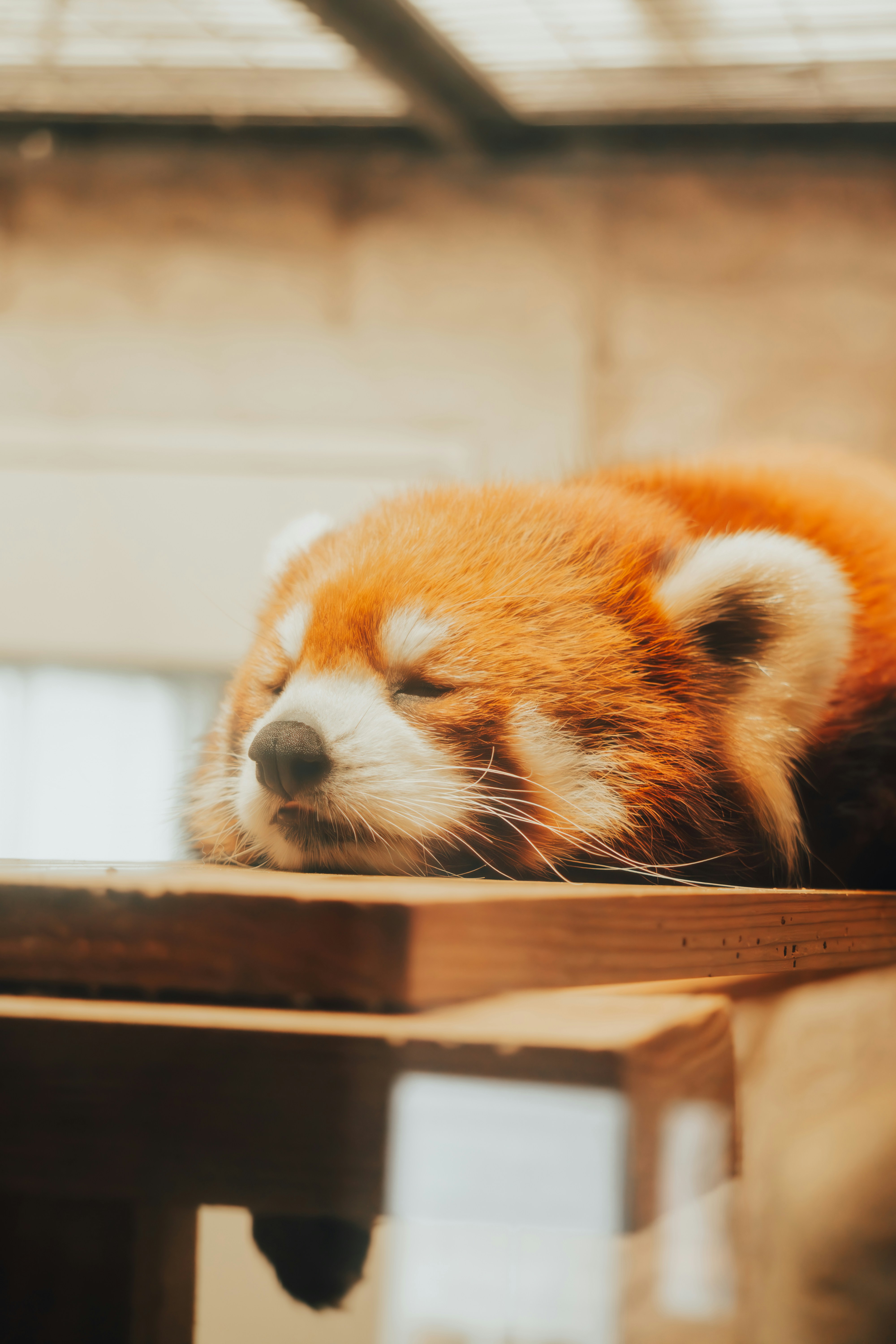 The Serene Slumber of a Red Panda