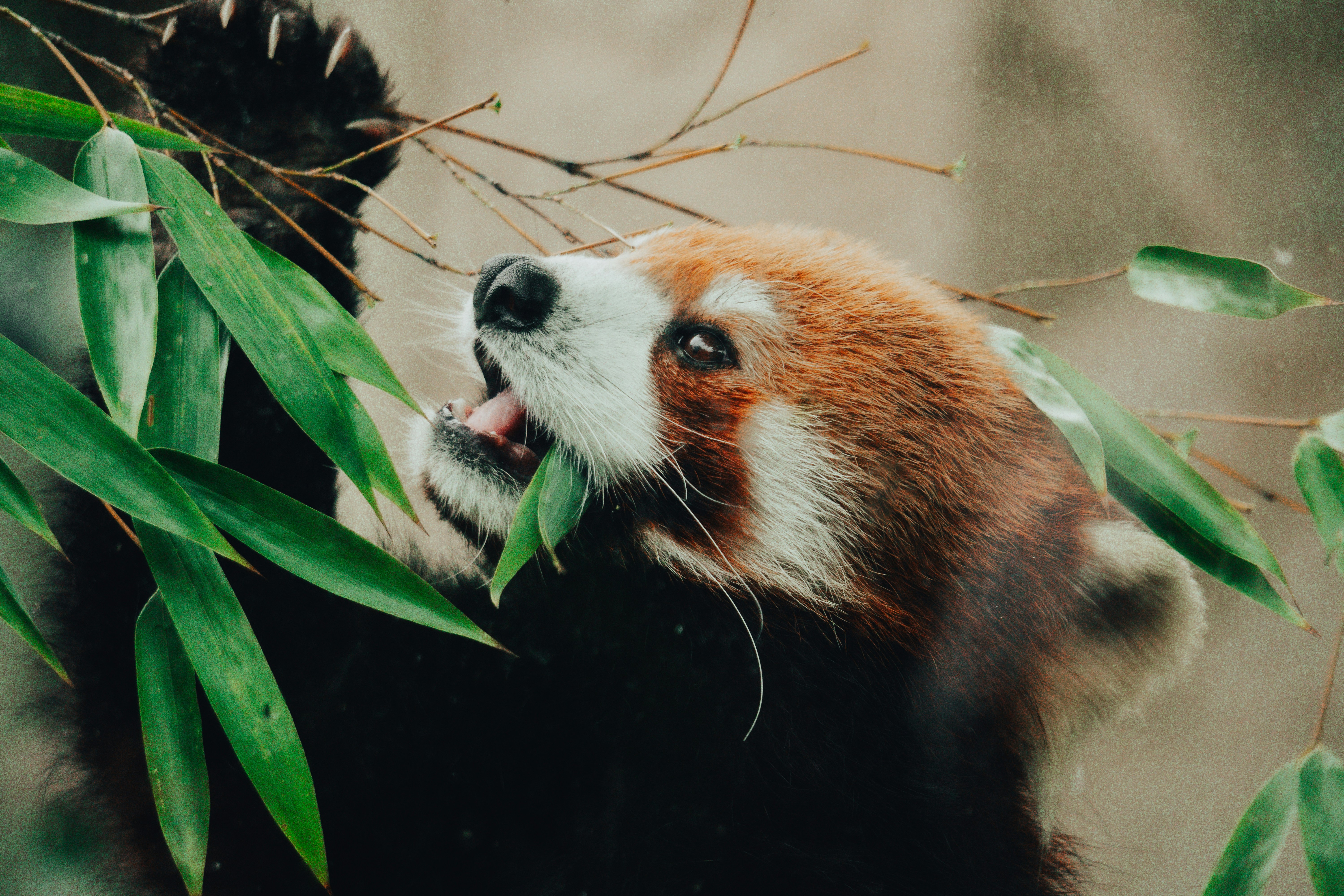 Red Panda in Bamboo Breeze