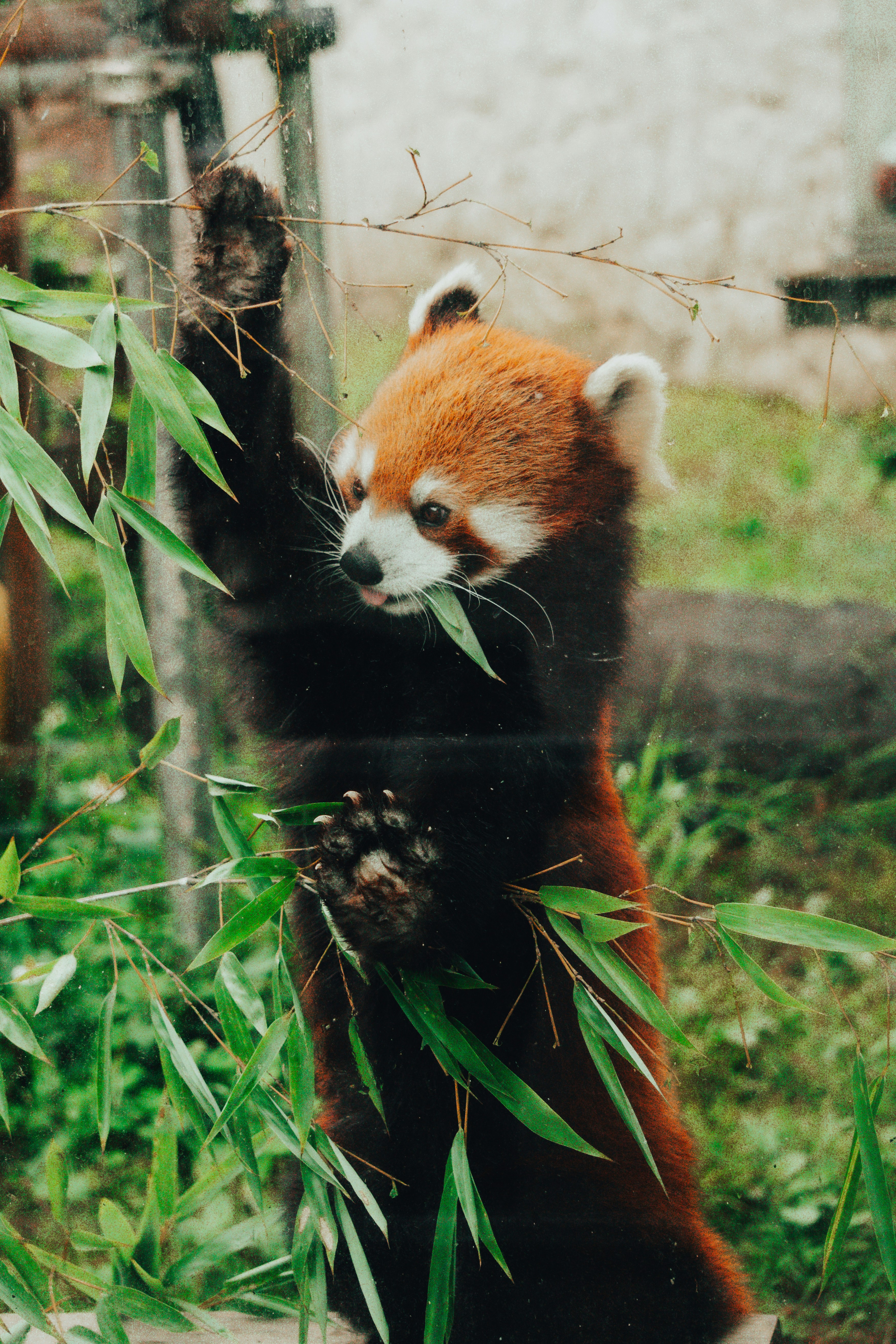 Glassbound Bamboo: a red panda's cautious reach