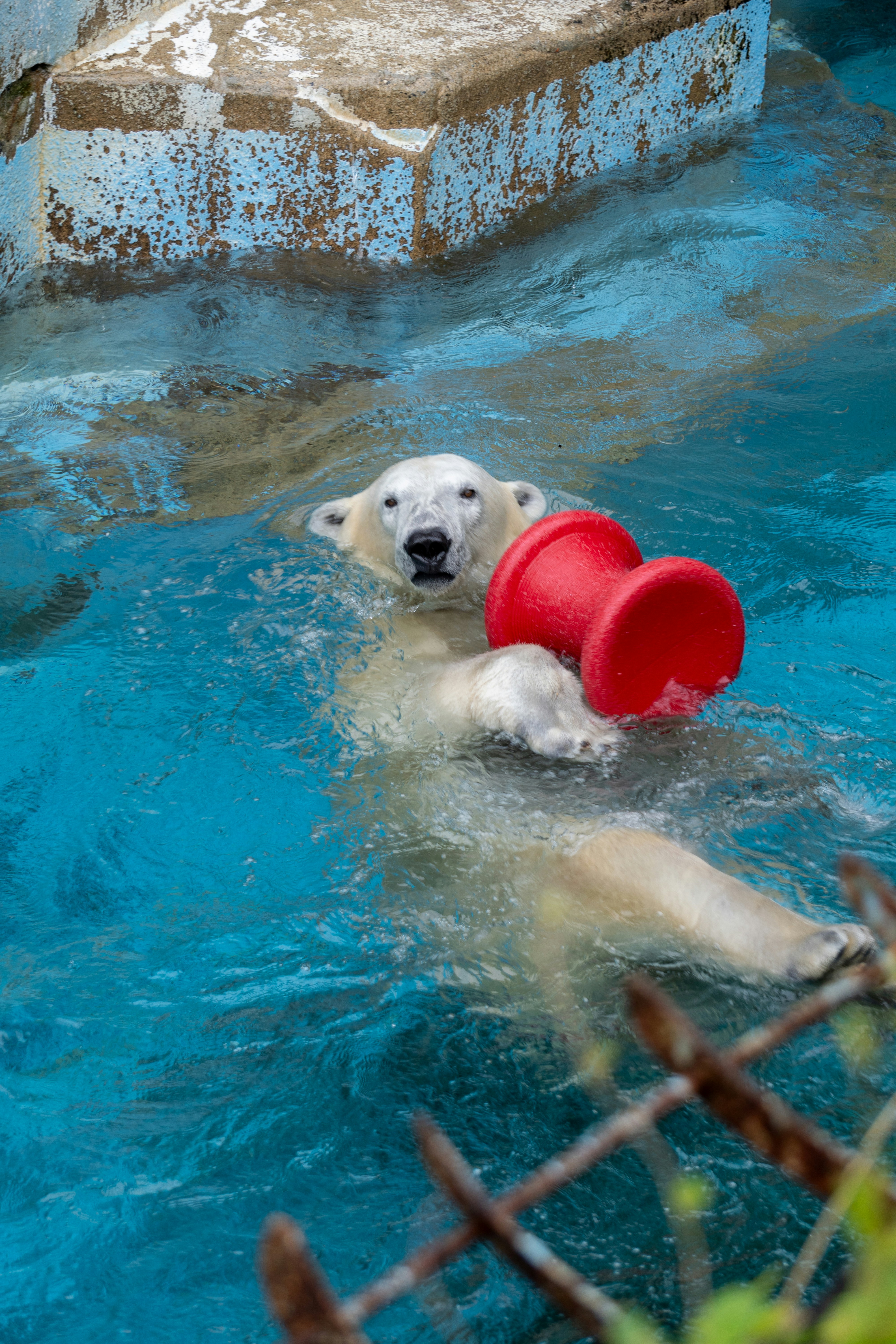 A polar bear plays with a red toy in the water.