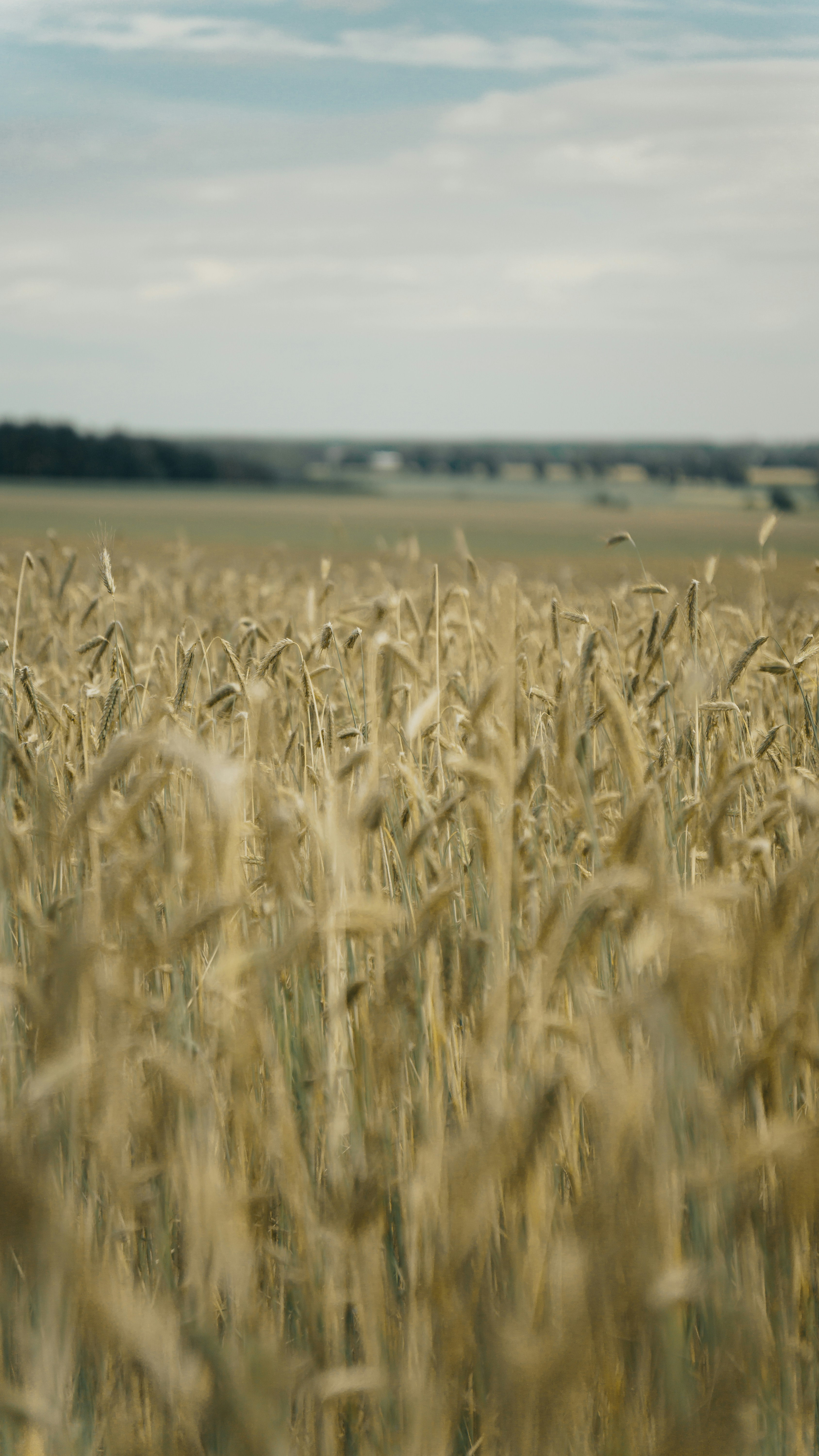 Golden wheat swaying gently in the breeze under a vast sky, creating a tranquil rural scene.